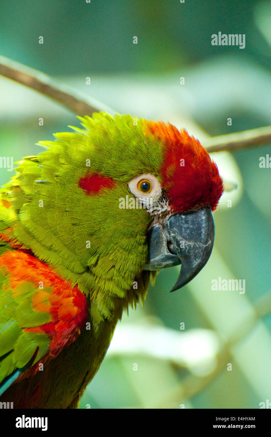 Picture of a parrot with beautiful colors Stock Photo - Alamy