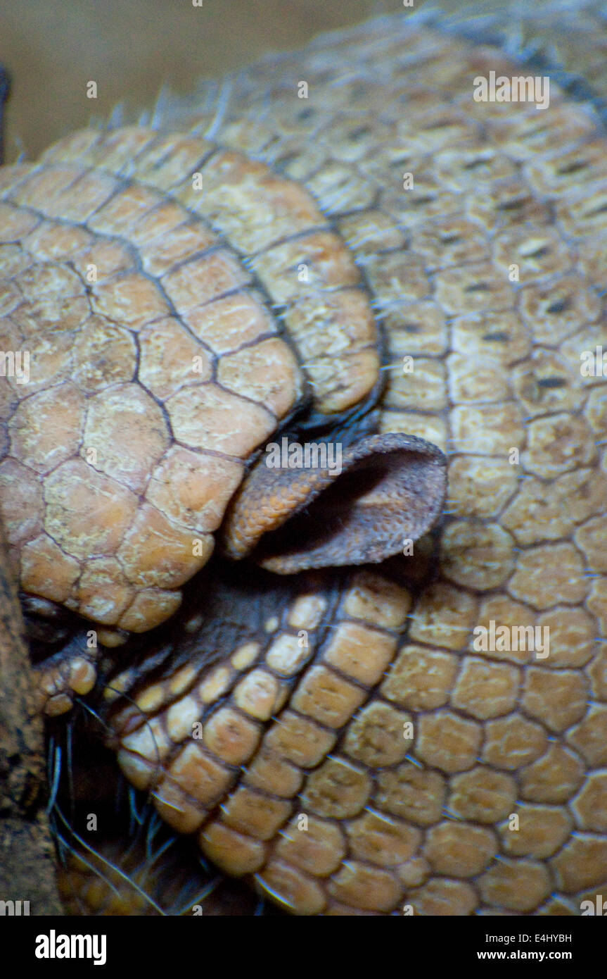 Picture of a nice armadillo. Great skin Stock Photo - Alamy