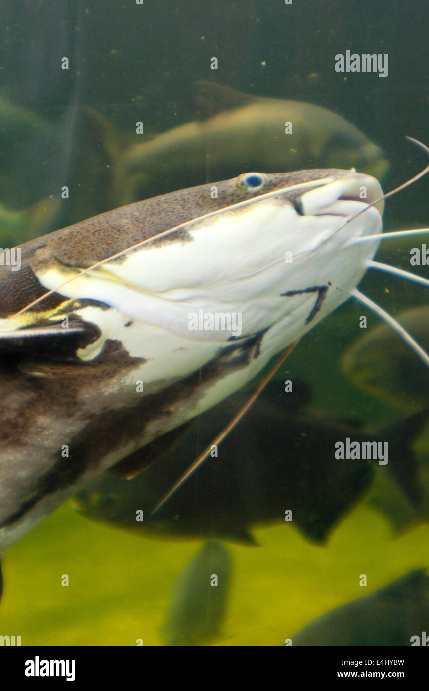 Picture of a big fish in blue sea Stock Photo - Alamy