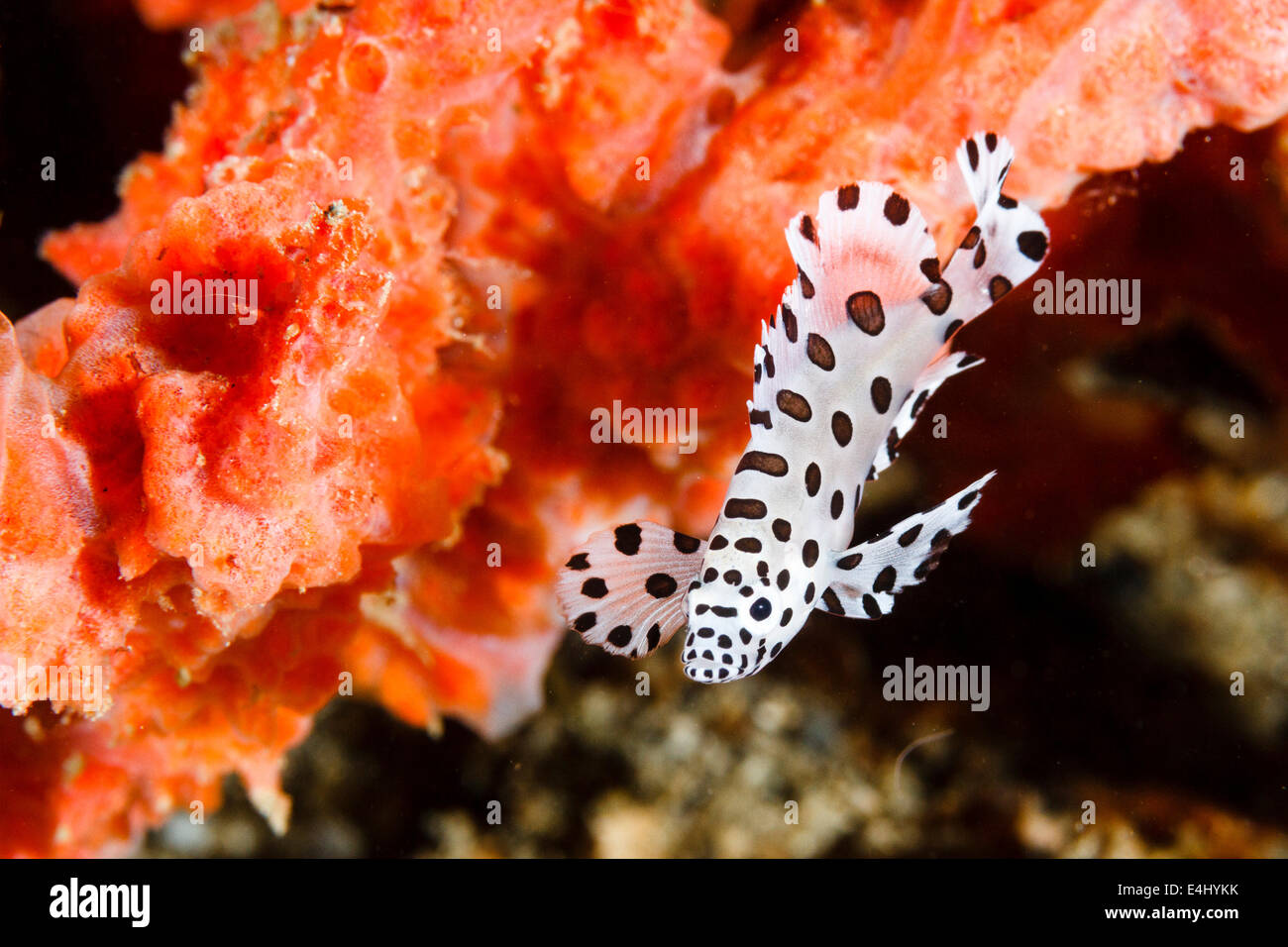 Juvenile barramundi cod (Cromileptes altivelis) also known as a ...