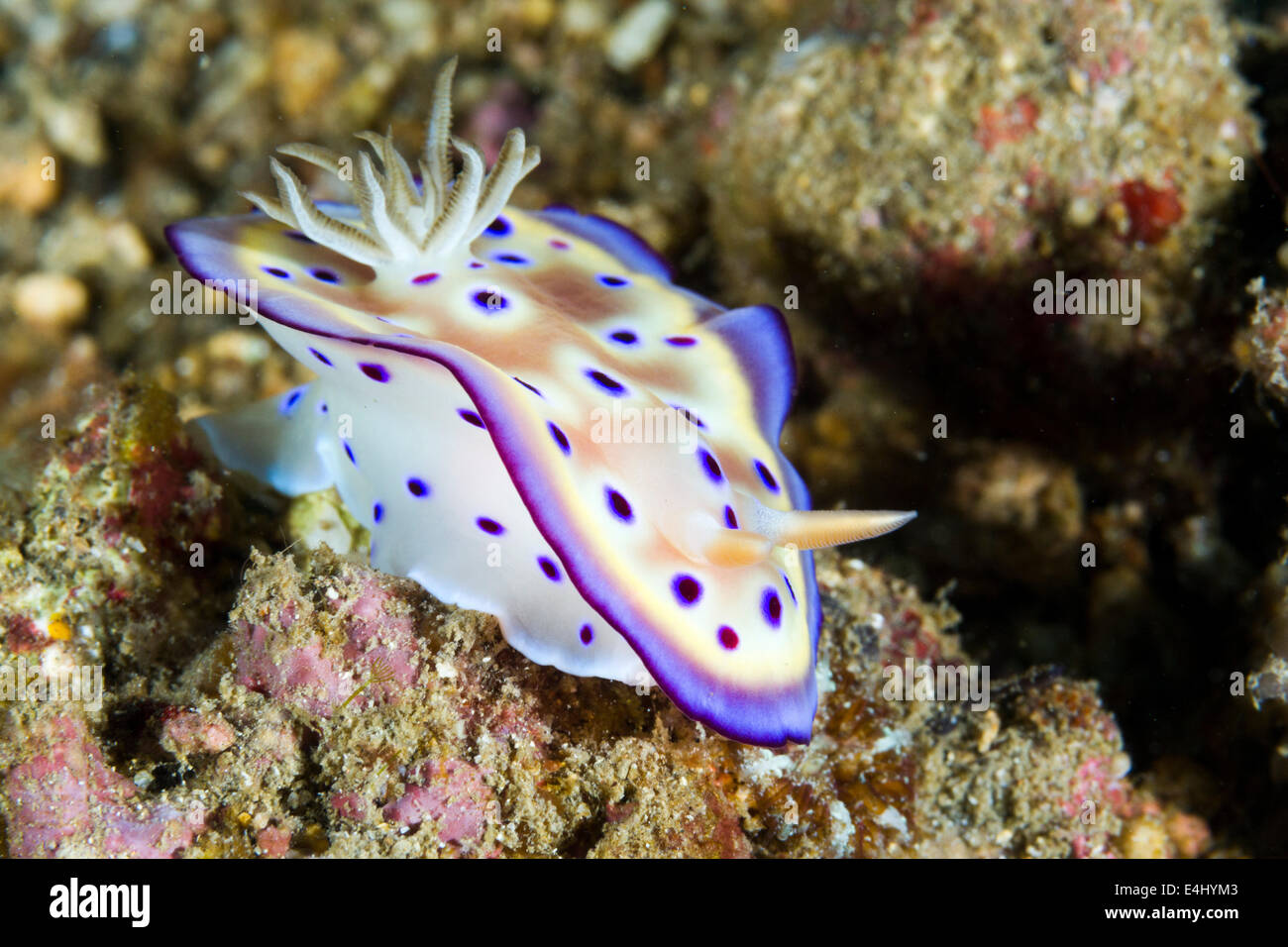 Goniobranchus kuniei previously known as Chromodoris kuniei nudibranch ...