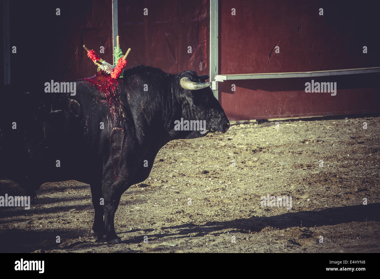 bullfight, traditional Spanish party where a matador fighting a bull ...