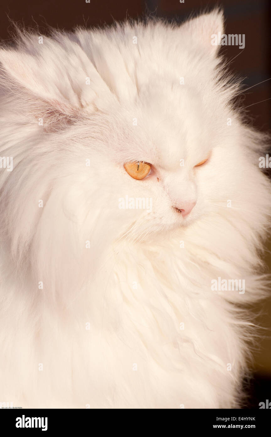 Picture of a white persian cat Stock Photo - Alamy