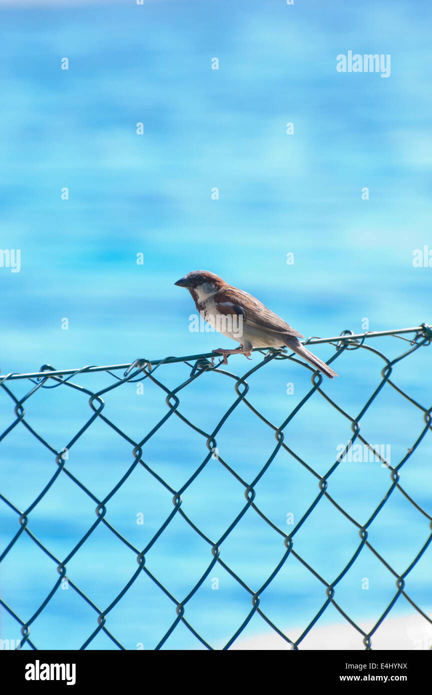 Picture of a bird in a fence Stock Photo - Alamy