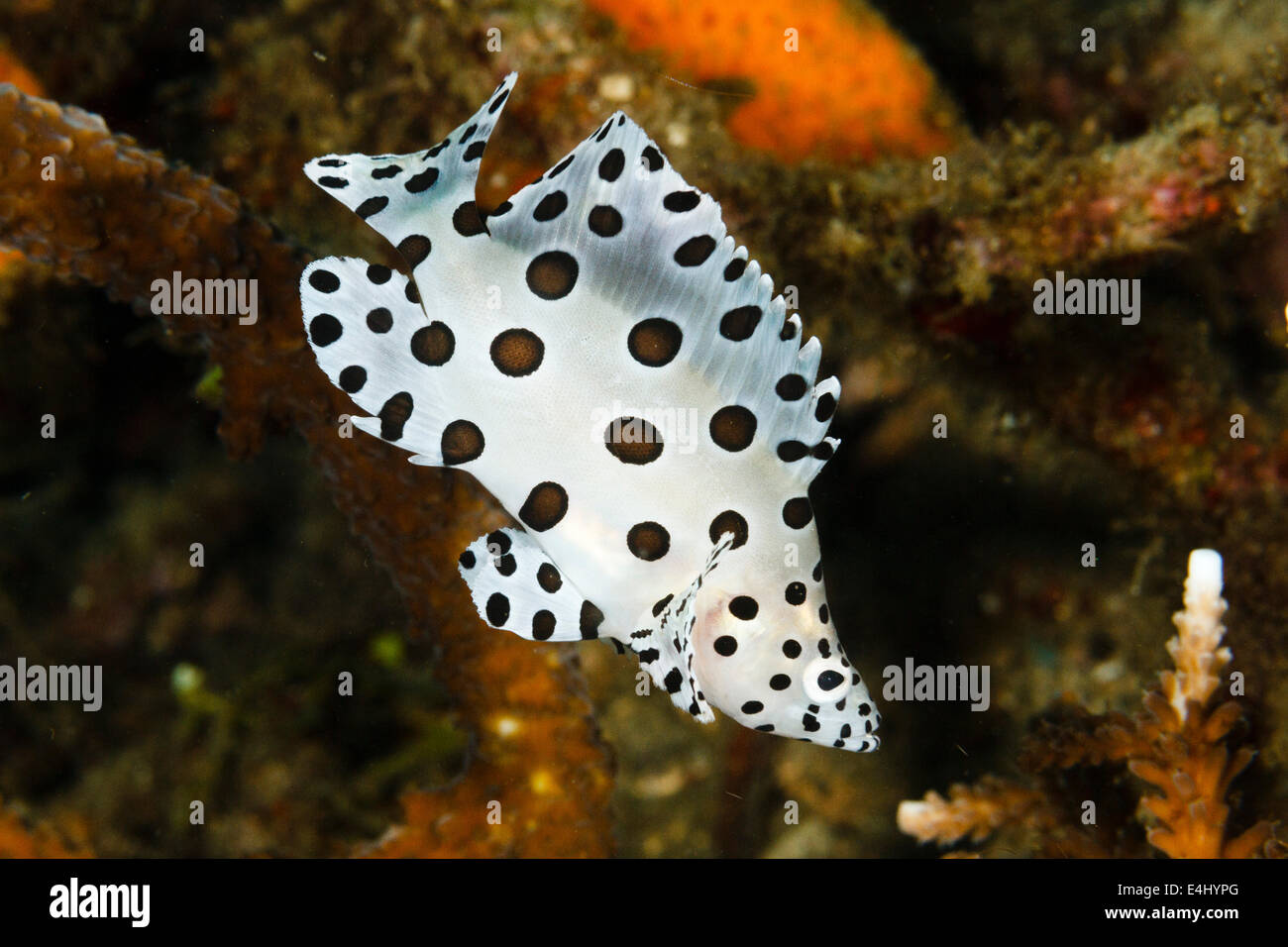 Juvenile barramundi cod (Cromileptes altivelis) also known as a ...