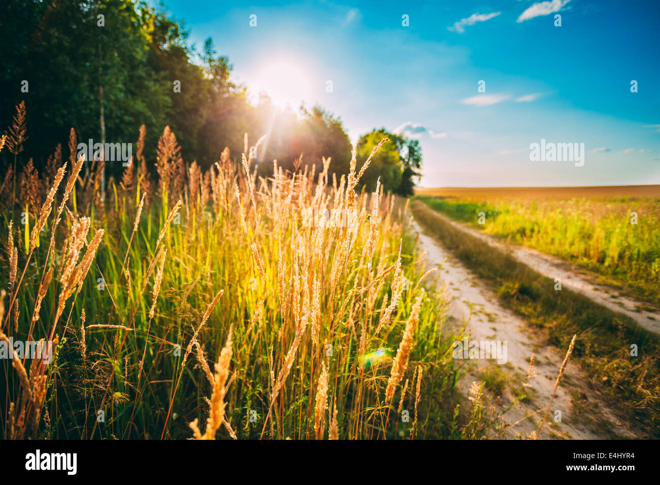 Sunlight In The Green Forest, Field, Summer Time Stock Photo - Alamy