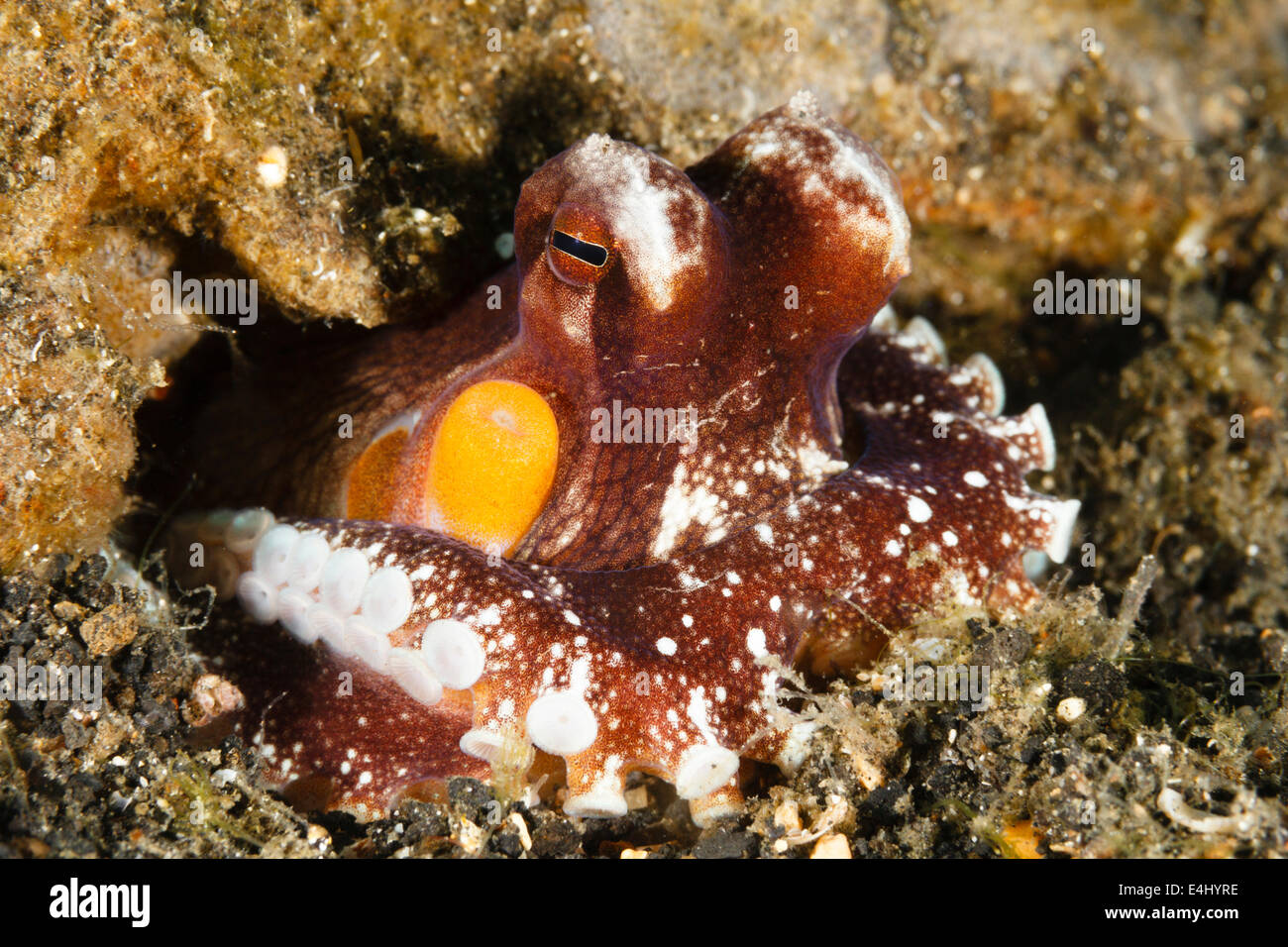 Coconut octopus (Amphioctopus marginatus) Lembeh Strait, Indonesia ...