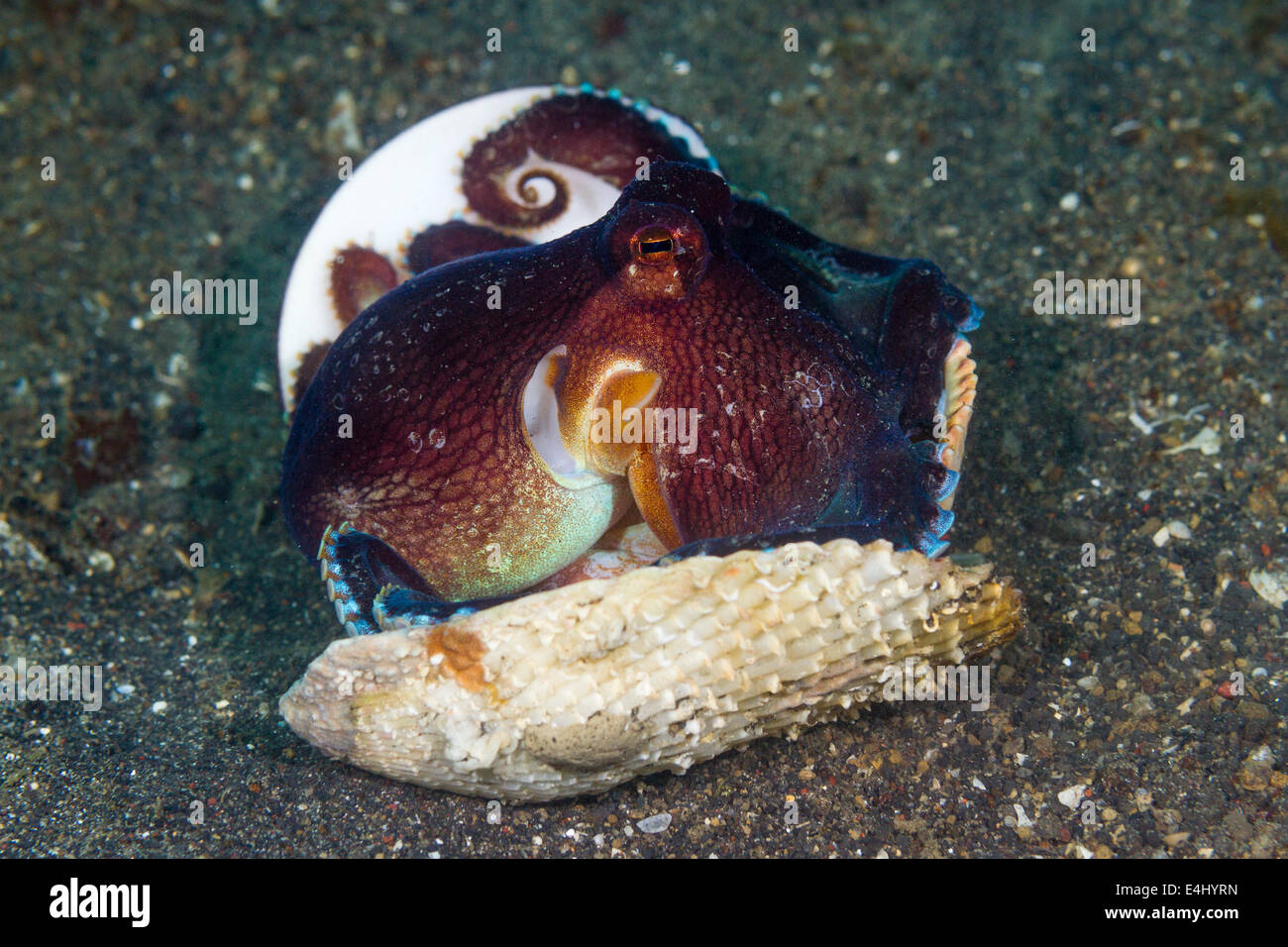 Coconut octopus (Amphioctopus marginatus) collecting shells, Lembeh ...