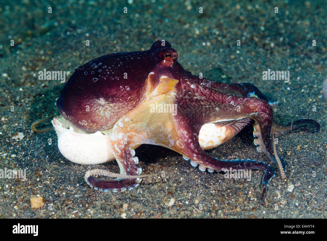 Coconut octopus (Amphioctopus marginatus) collecting shells, Lembeh ...