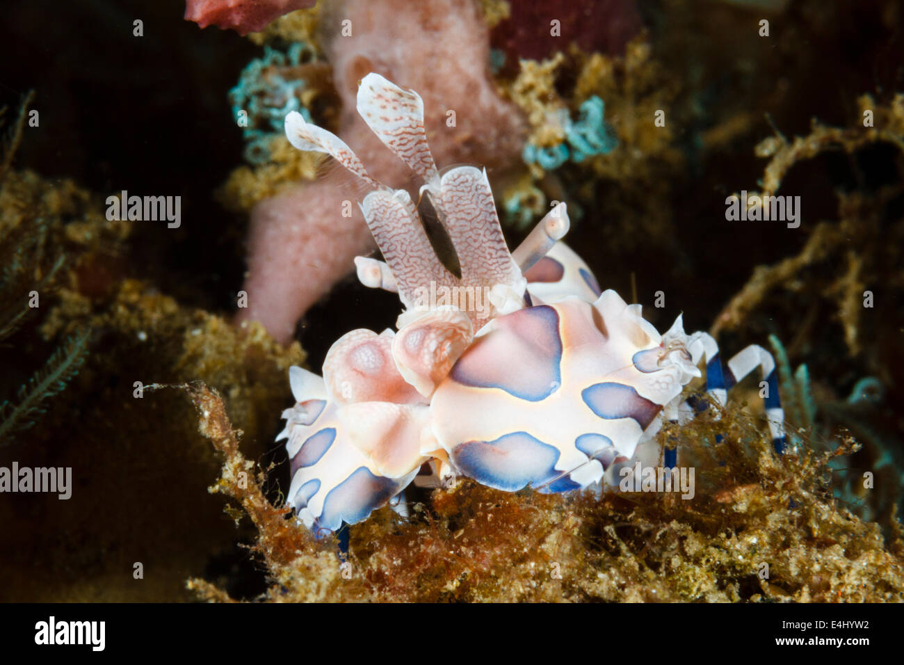 Harlequin shrimp - Hymenocera elegans, Lembeh Strait, Indonesia Stock ...
