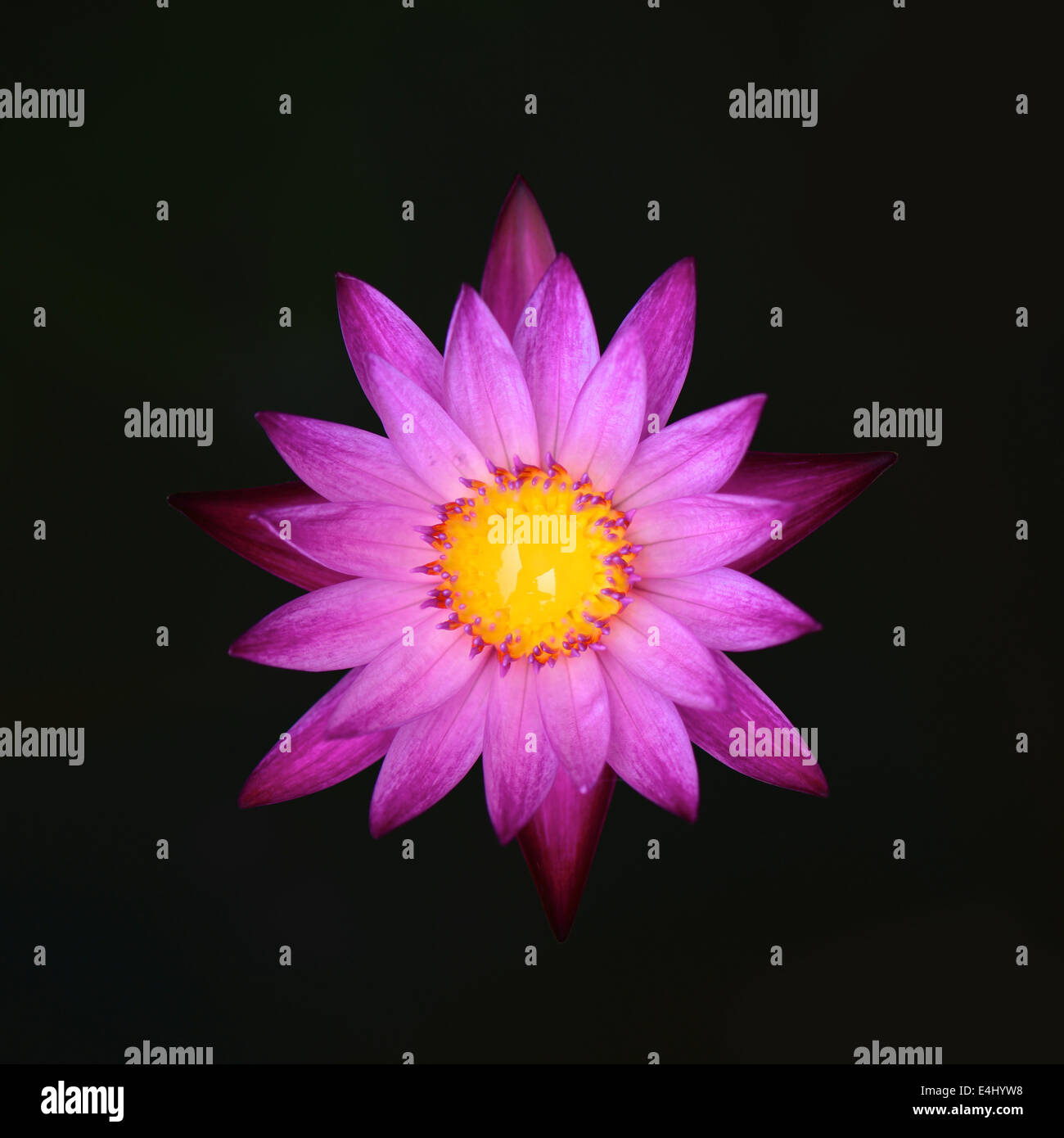 Single lotus flower hi-res stock photography and images - Alamy