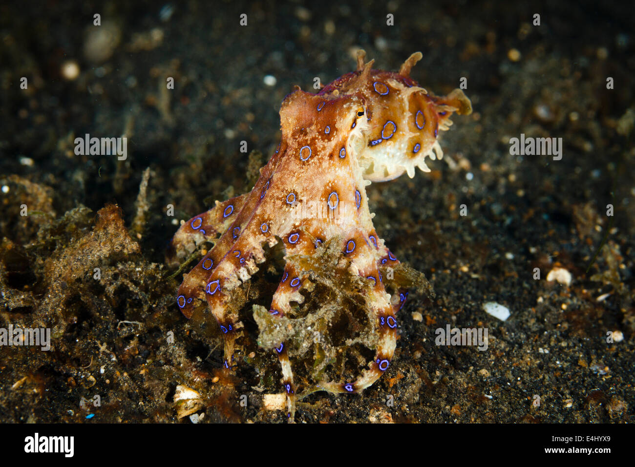 Blue Ringed Octopus Beak
