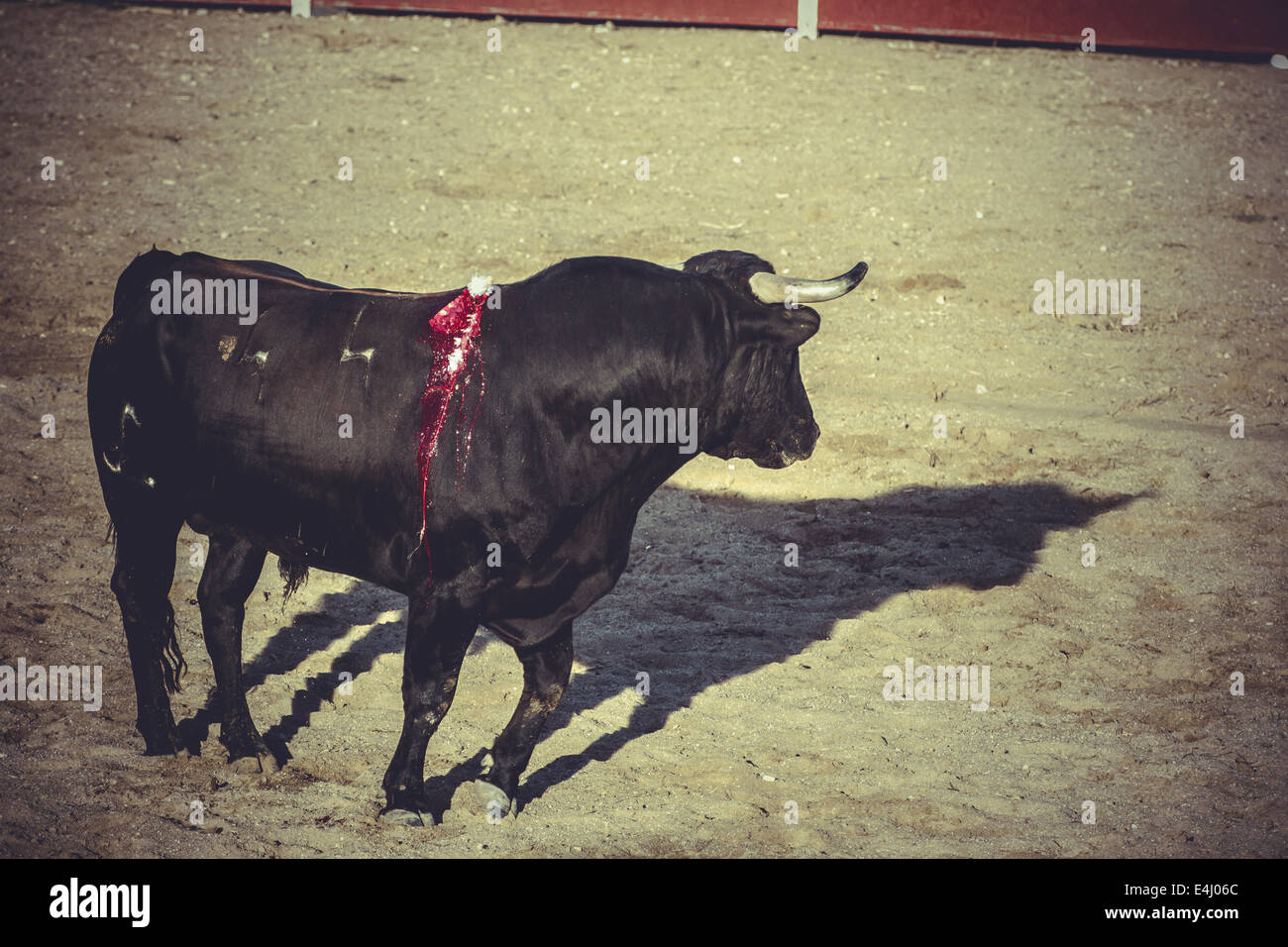 bullfight, traditional Spanish party where a matador fighting a bull ...