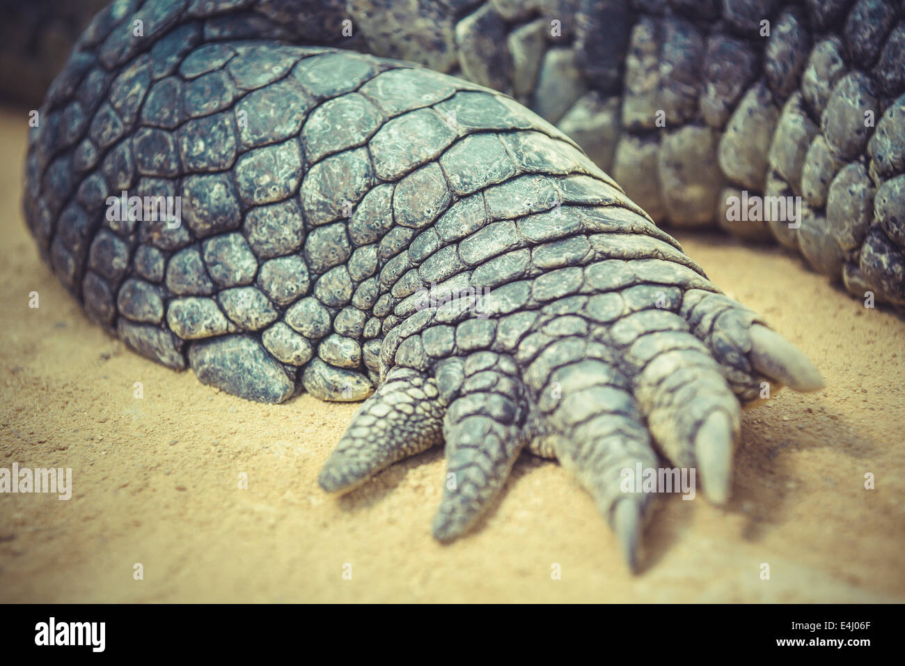 crocodile resting with claw details Stock Photo - Alamy