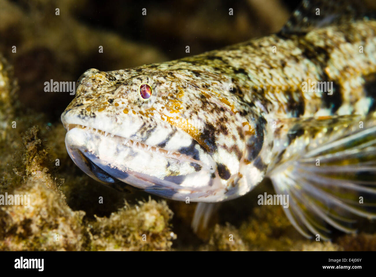 Synodus variegatus, hi-res stock photography and images - Alamy