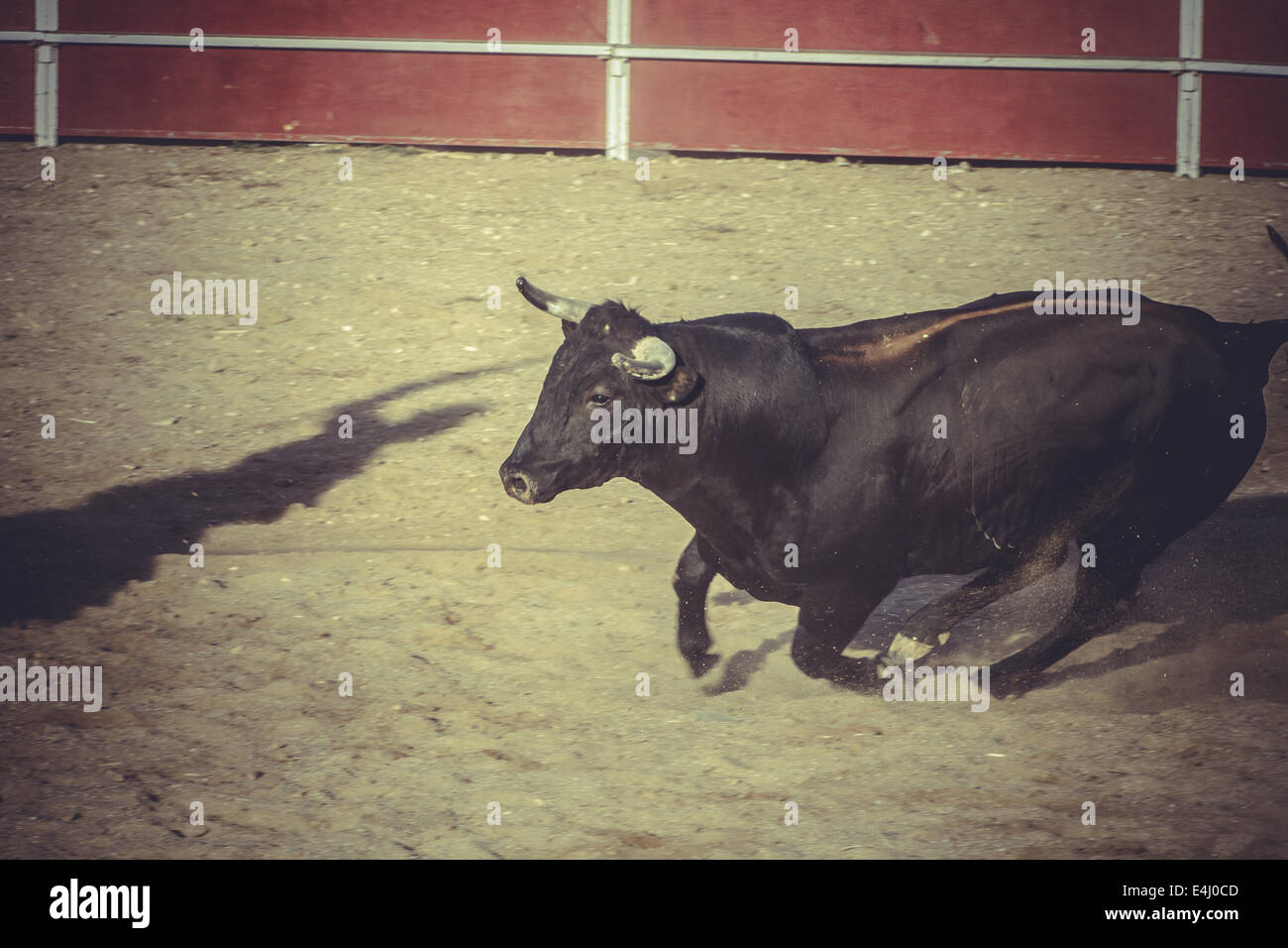 corrida bullfight, traditional Spanish party where a matador fighting a ...