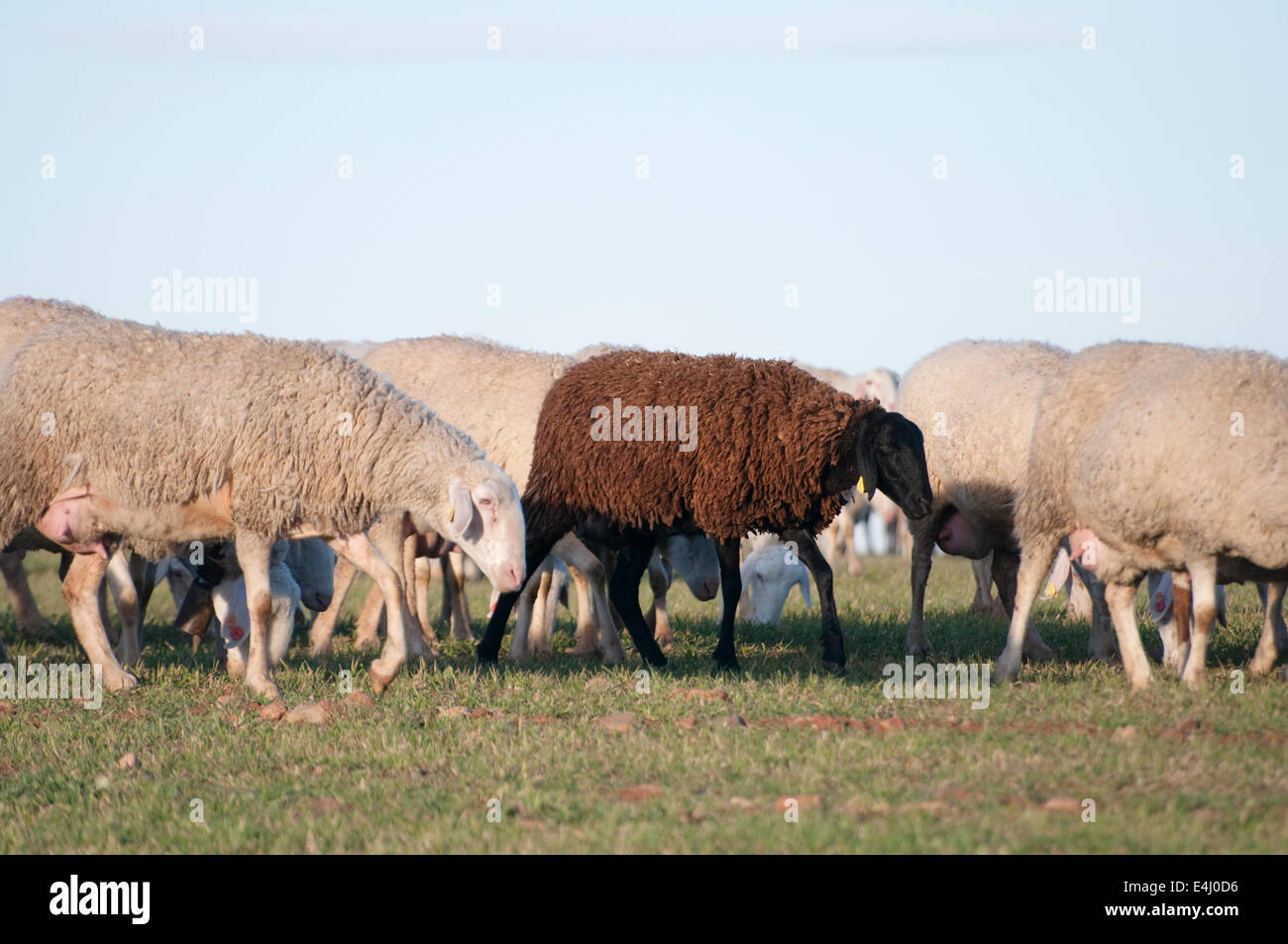 Image of a sheeps in green landscape Stock Photo - Alamy