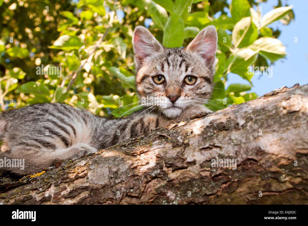 young cat lying on a branch of tree Stock Photo - Alamy
