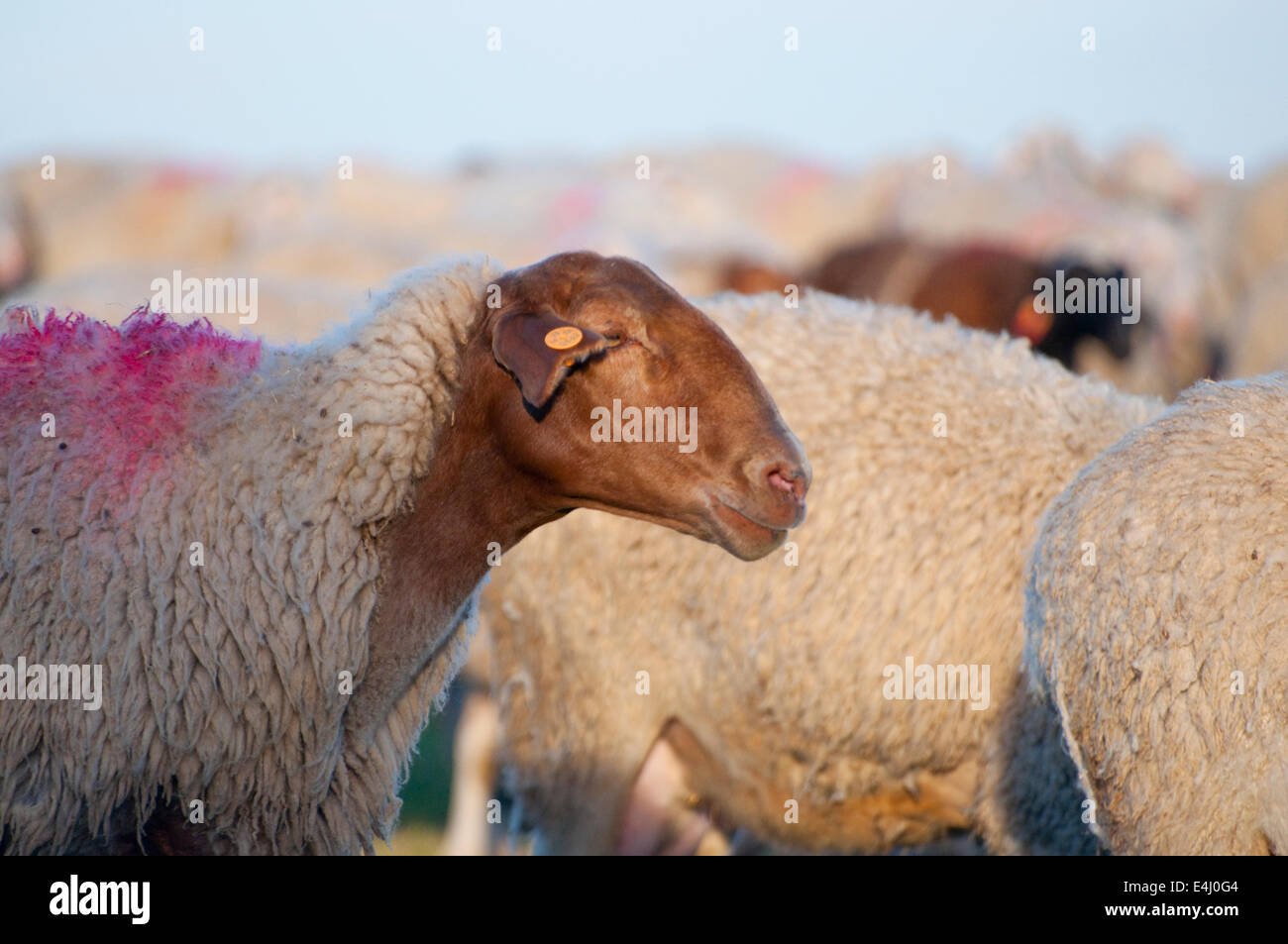 Image of a sheeps in green landscape Stock Photo - Alamy