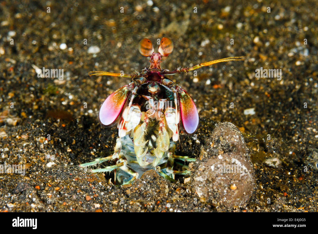 Pink tailed mantis shrimp hi-res stock photography and images - Alamy