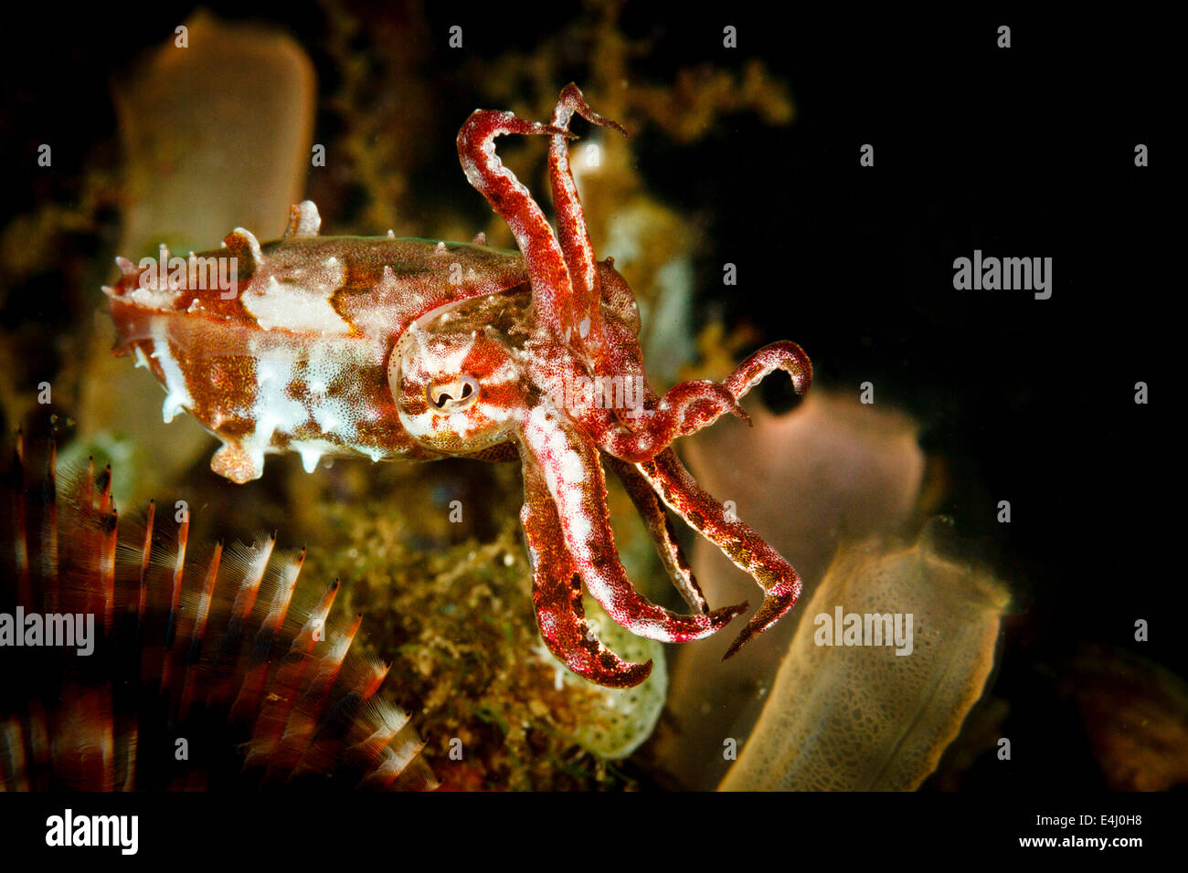 Pygmy cuttlefish (Sepia bandensis) Lembeh Strait, Indonesia Stock Photo ...