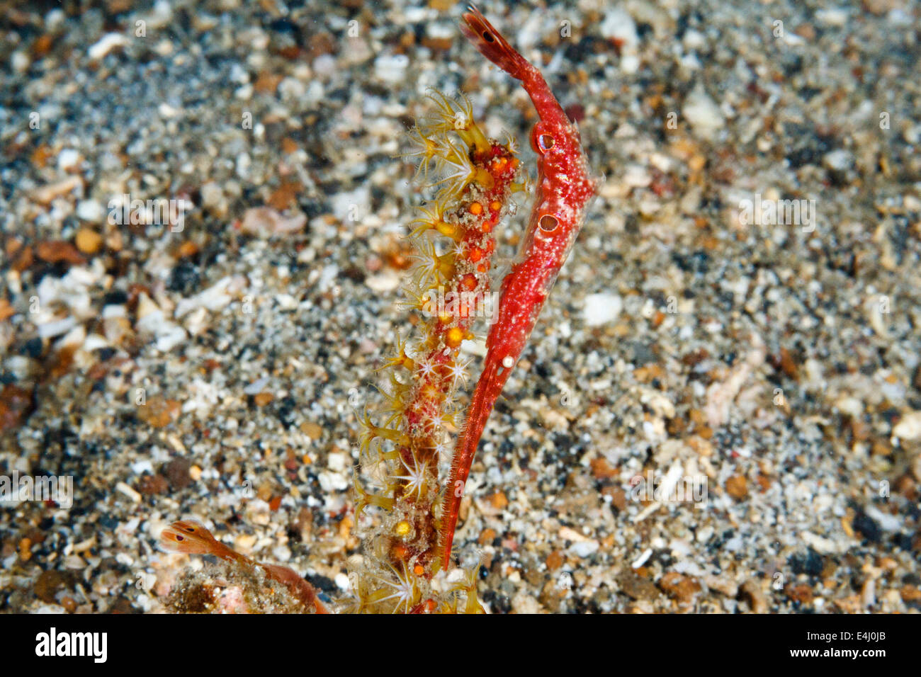 Ocellated Tozeuma shrimp (Tozeuma lanceolatum) Lembeh Strait, Indonesia ...