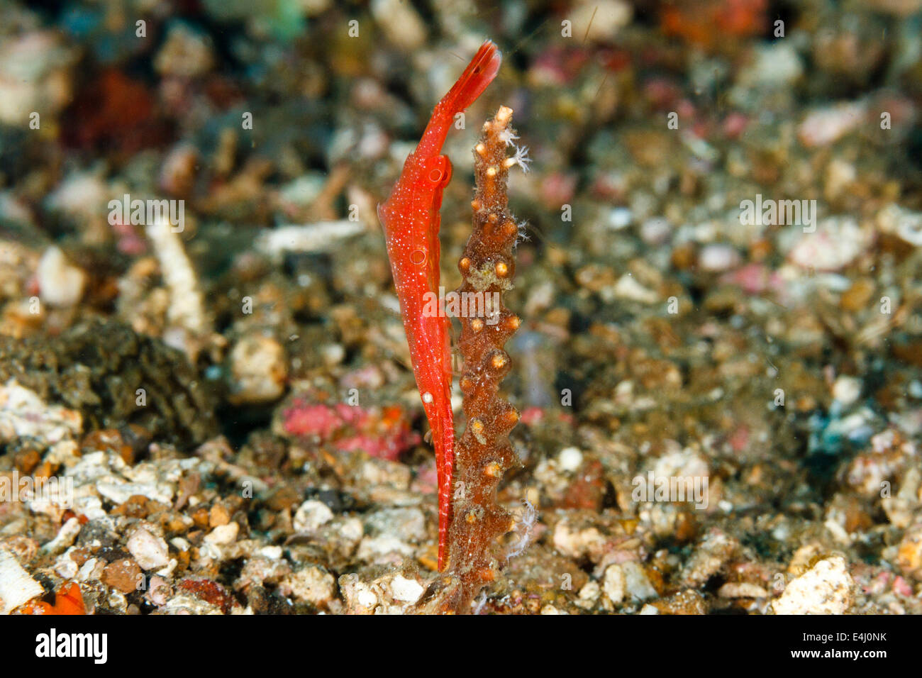 Ocellated Tozeuma shrimp - Tozeuma lanceolatum, Lembeh Strait ...