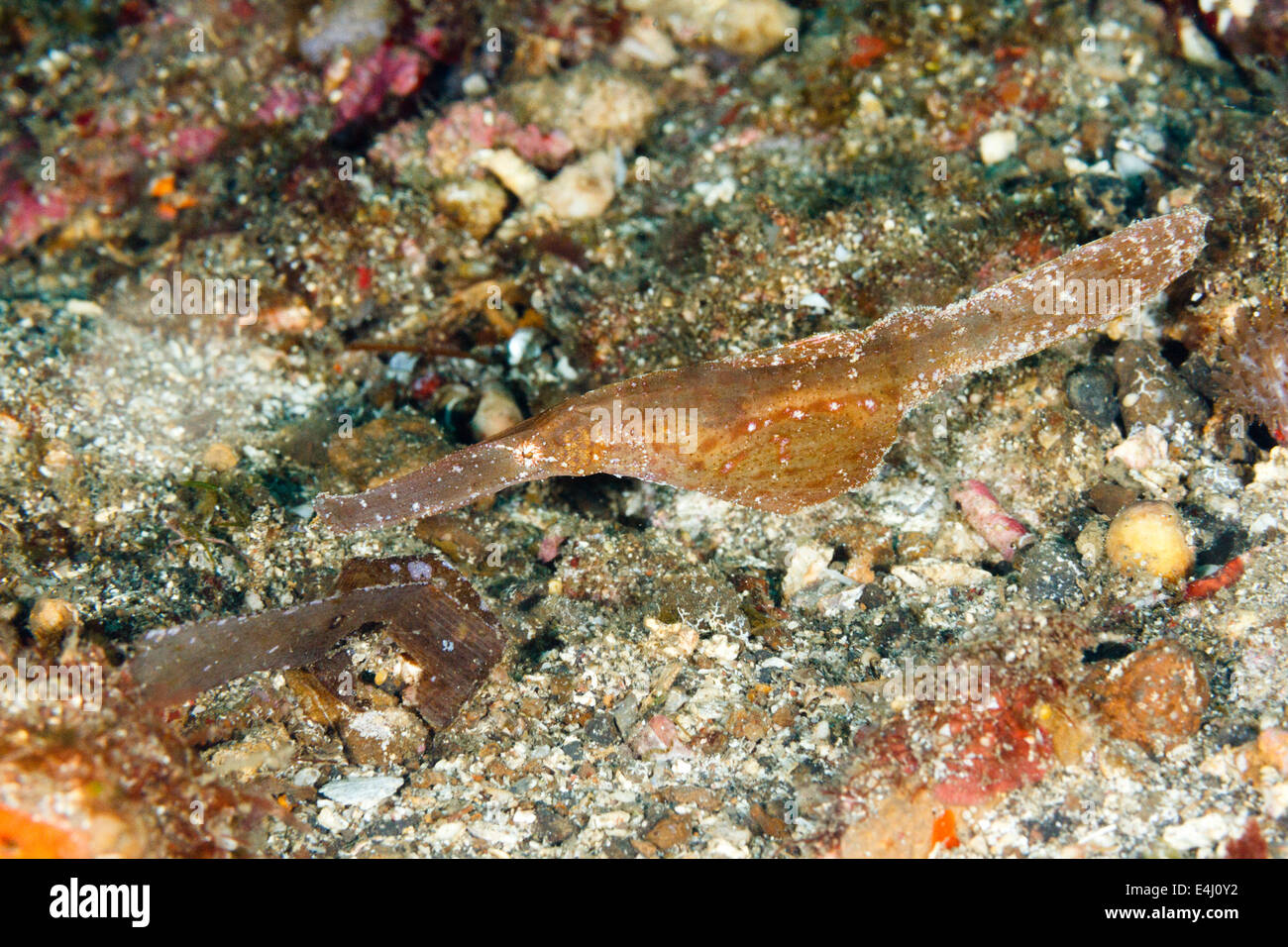Robust ghost pipefish solenostomus cyanopterus hi-res stock photography ...