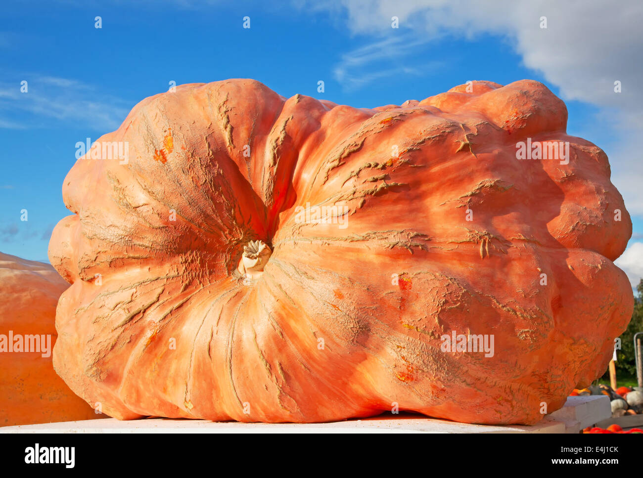 Giant pumpkin, winner of the pumpkni contest on the autumn market Stock ...