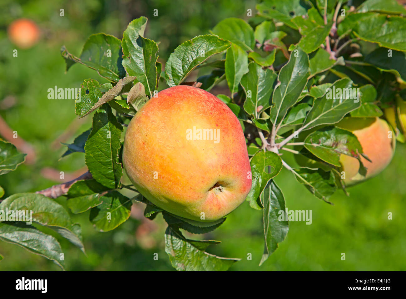 Apple garden full of riped red apples Stock Photo - Alamy