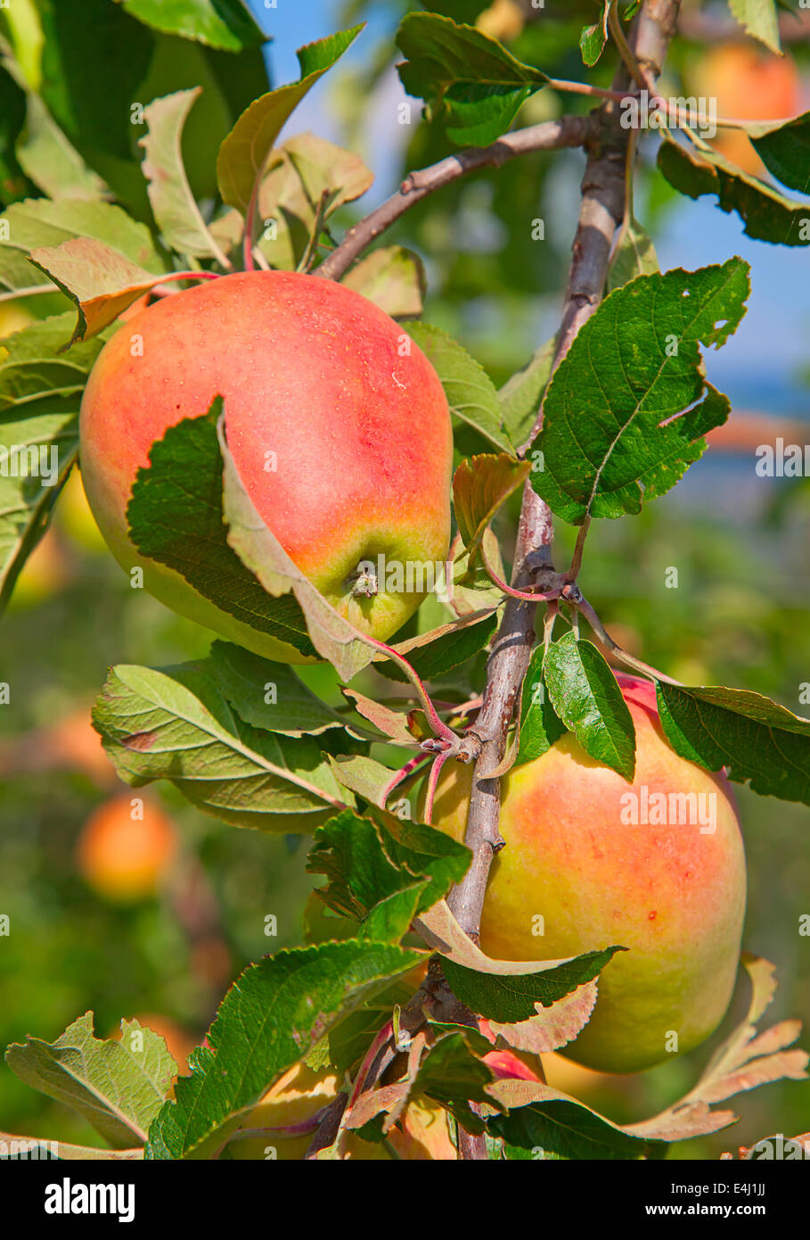 Apple garden full of riped red apples Stock Photo - Alamy