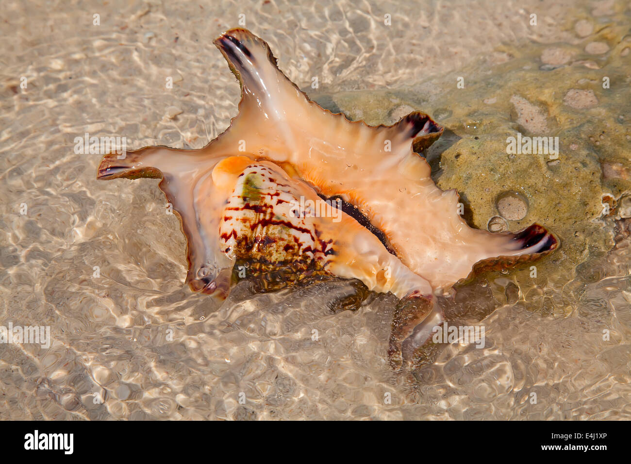 Sea shell on the shore Stock Photo - Alamy