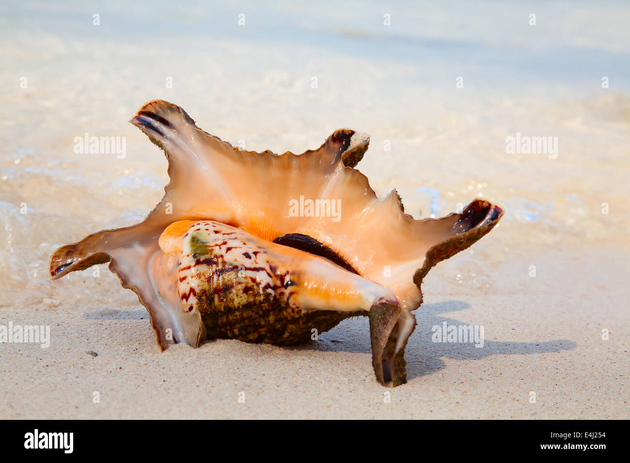 Prehistoric seabed hi-res stock photography and images - Alamy