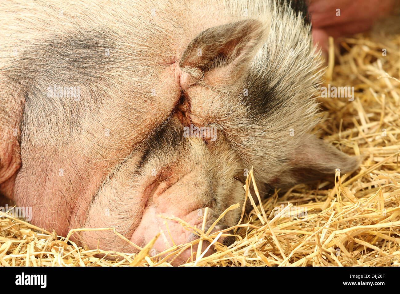 Wrinkled nose hi-res stock photography and images - Alamy