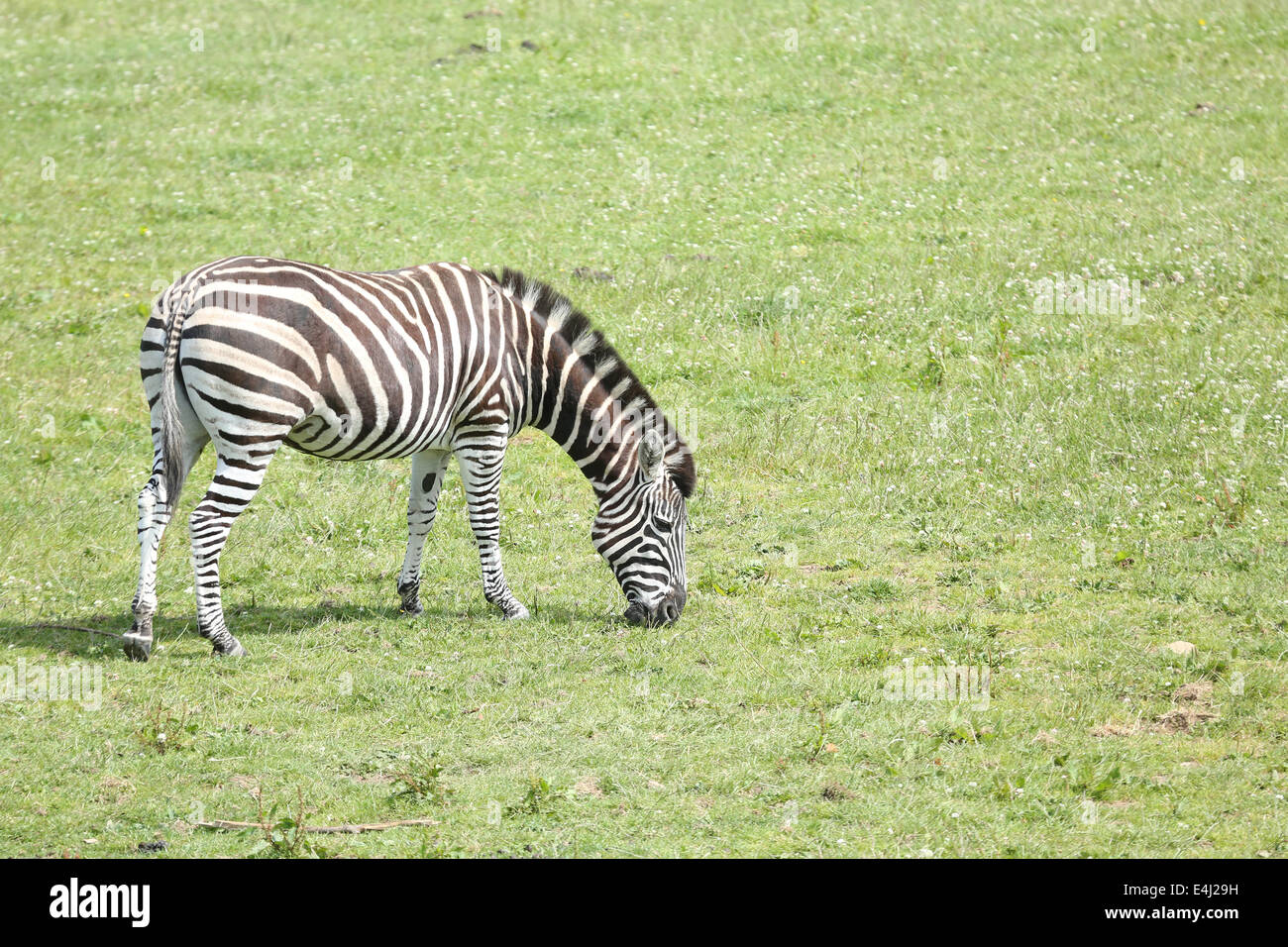 Short grazing hi-res stock photography and images - Alamy