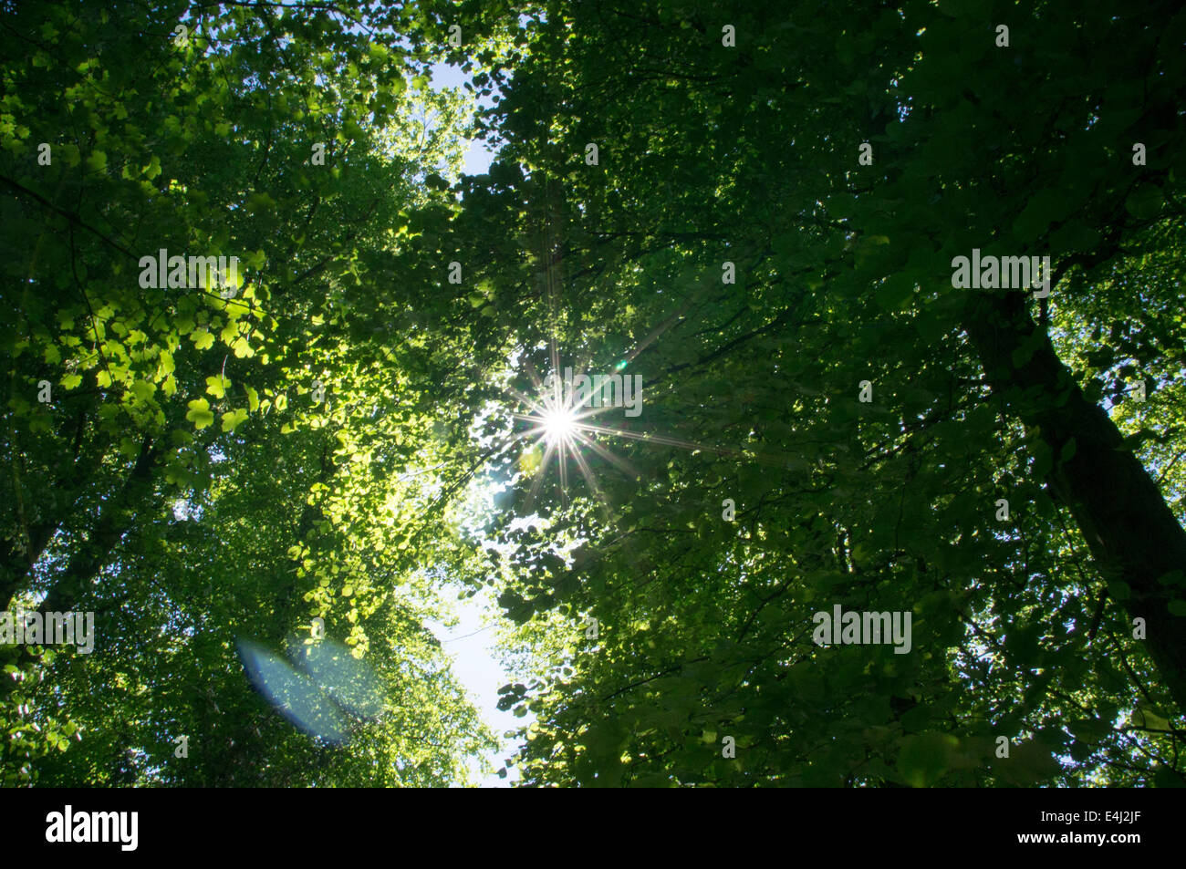 Sunburst tree canopy hi-res stock photography and images - Alamy