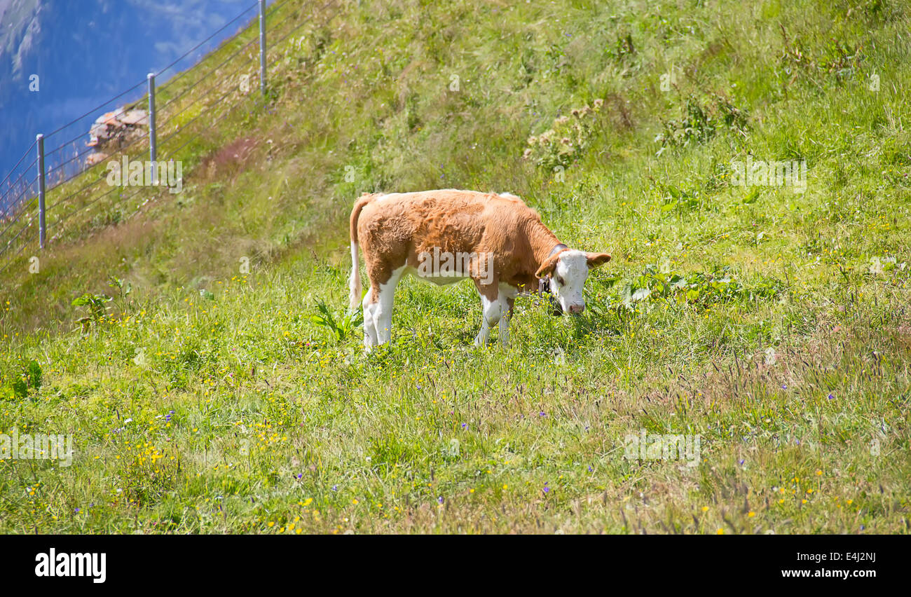 Swiss cow in the alps Stock Photo - Alamy
