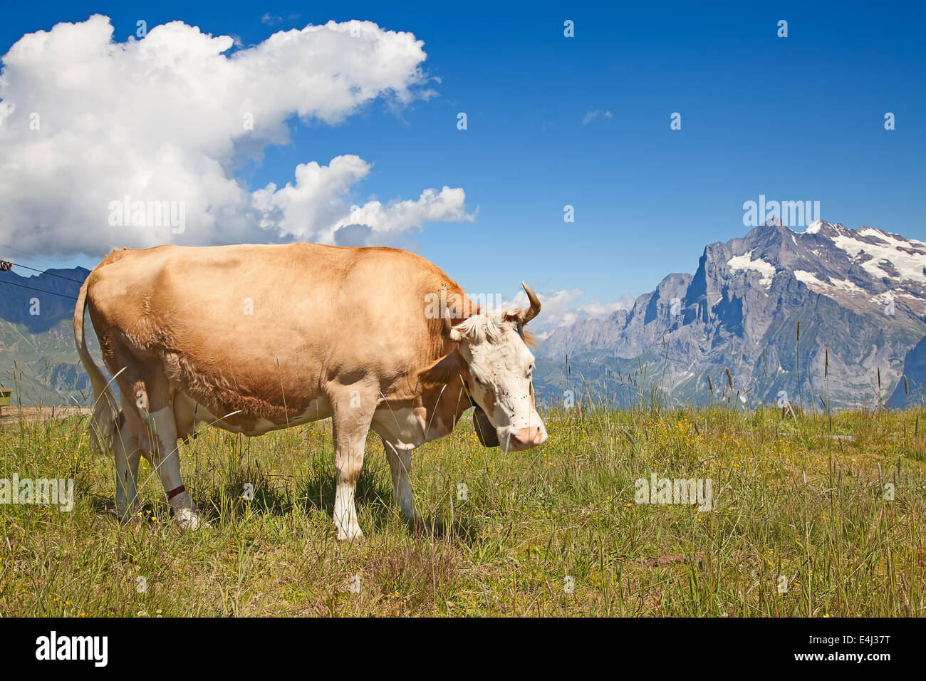 Swiss cow in the alps Stock Photo - Alamy