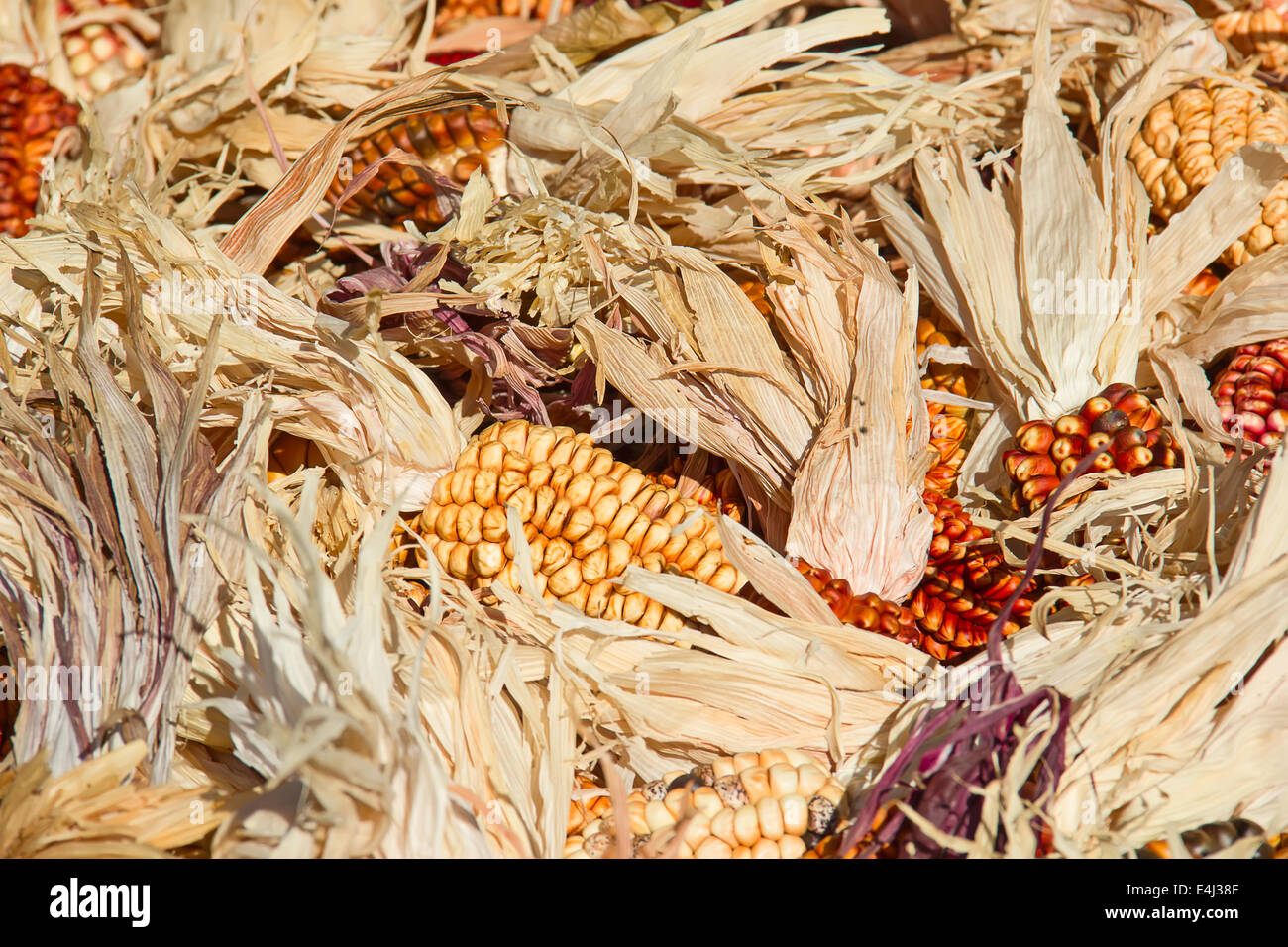 Decorative corn on the autumn market Stock Photo - Alamy