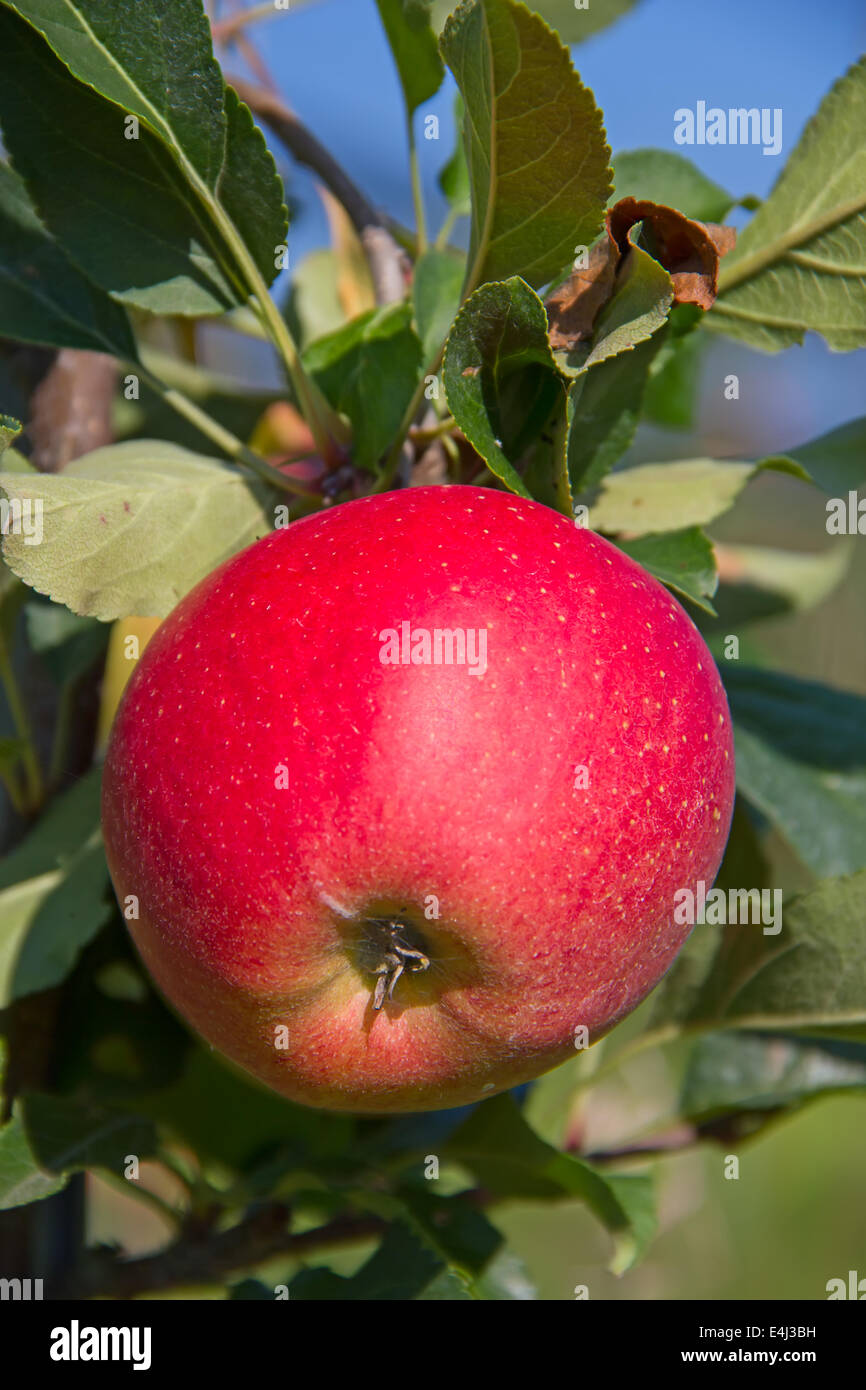 Apple garden full of riped red apples Stock Photo - Alamy