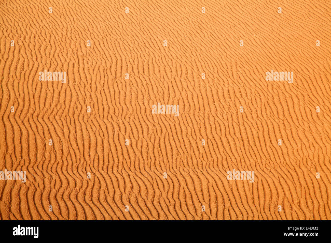 Arab desert explorer camel hi-res stock photography and images - Alamy