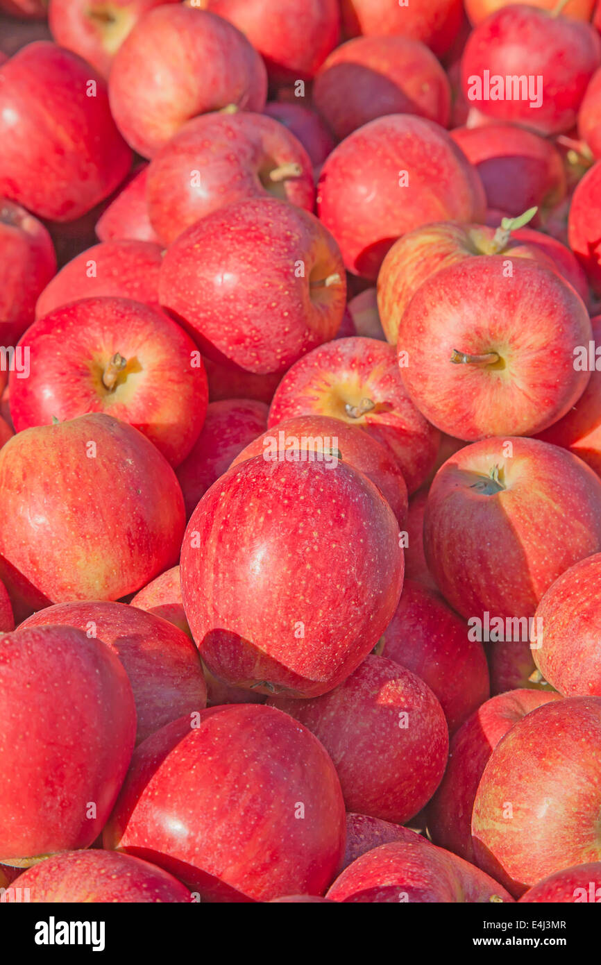 Riped red apples ready for sale Stock Photo - Alamy