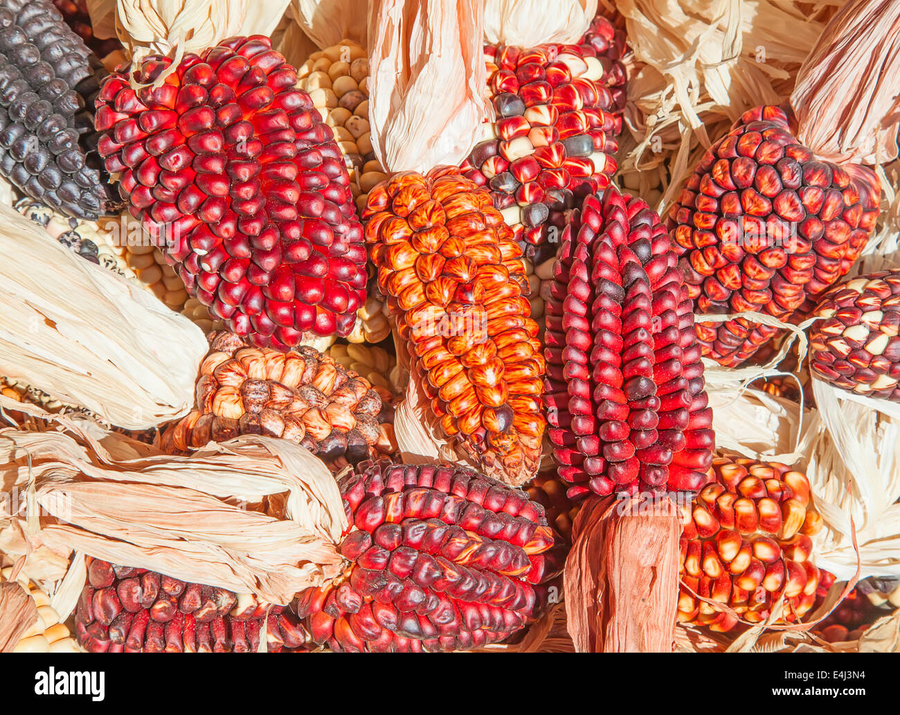 Fossil corn cob hi-res stock photography and images - Alamy