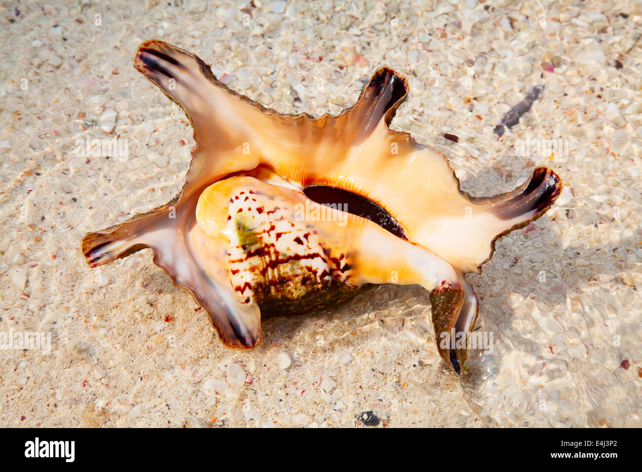 Sea shell on the shore Stock Photo - Alamy