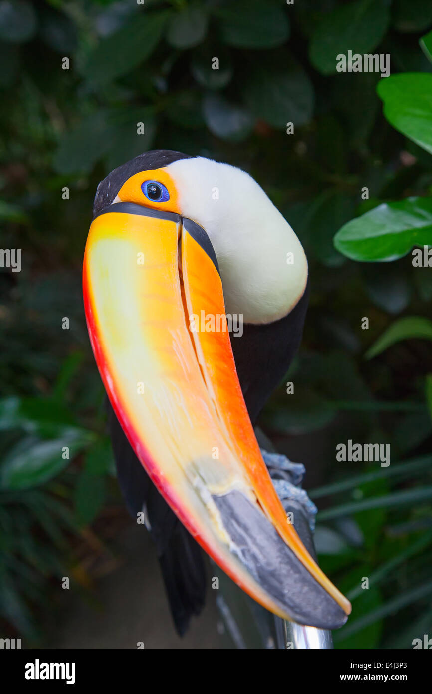 Colorful tucan in the aviary Stock Photo - Alamy
