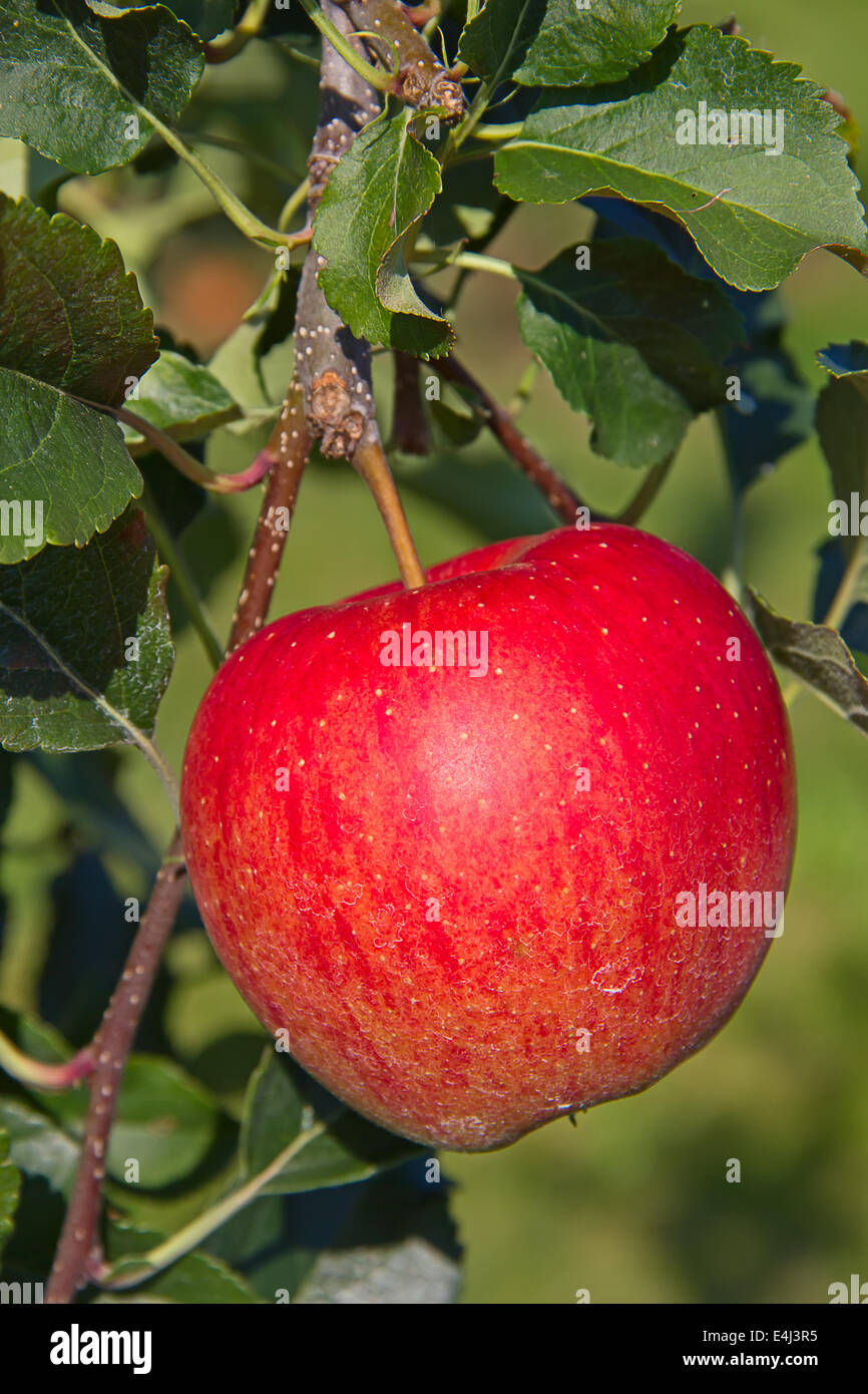 Apple garden full of riped red apples Stock Photo - Alamy