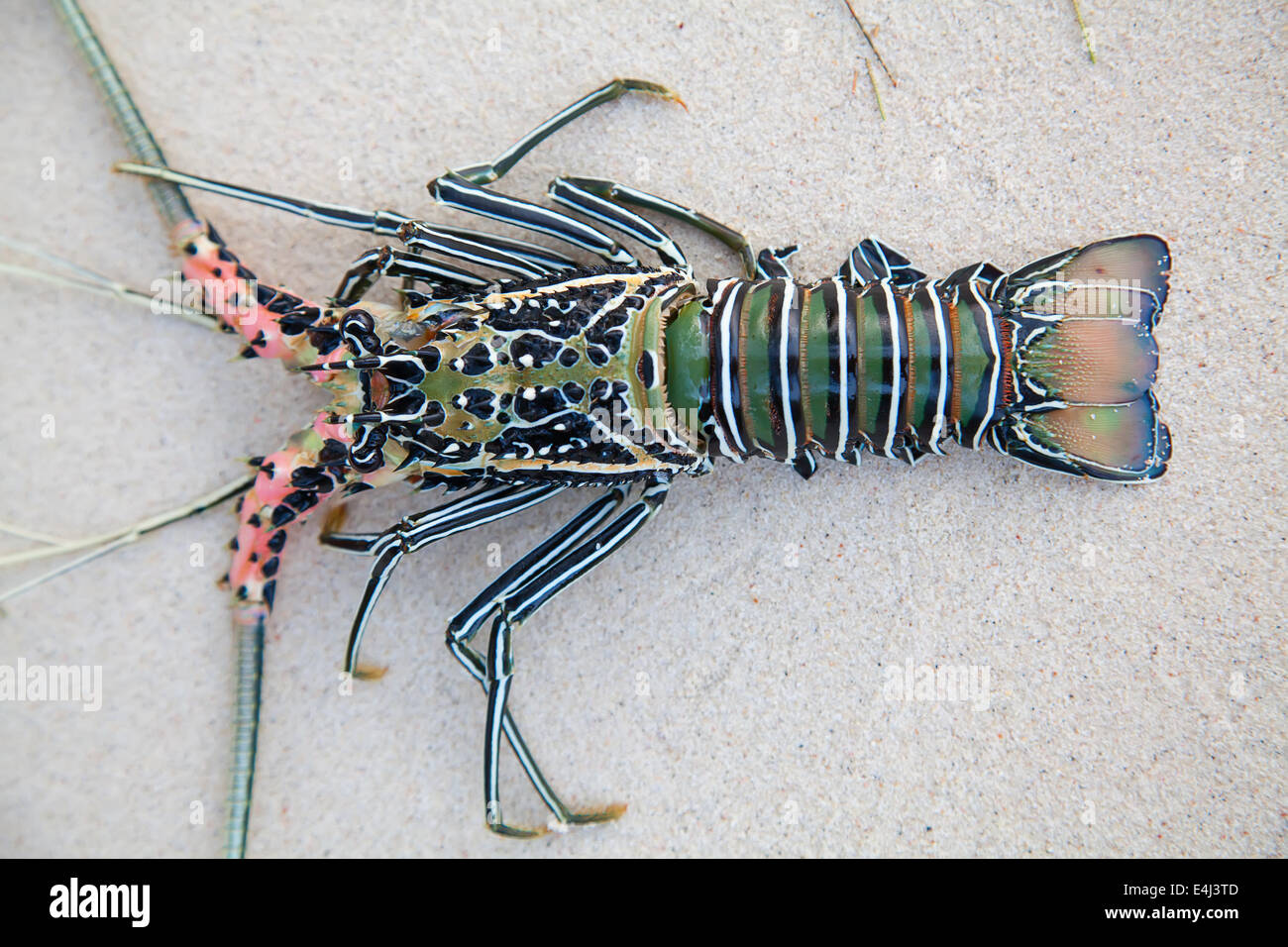 Bbq lobster beach hi-res stock photography and images - Alamy