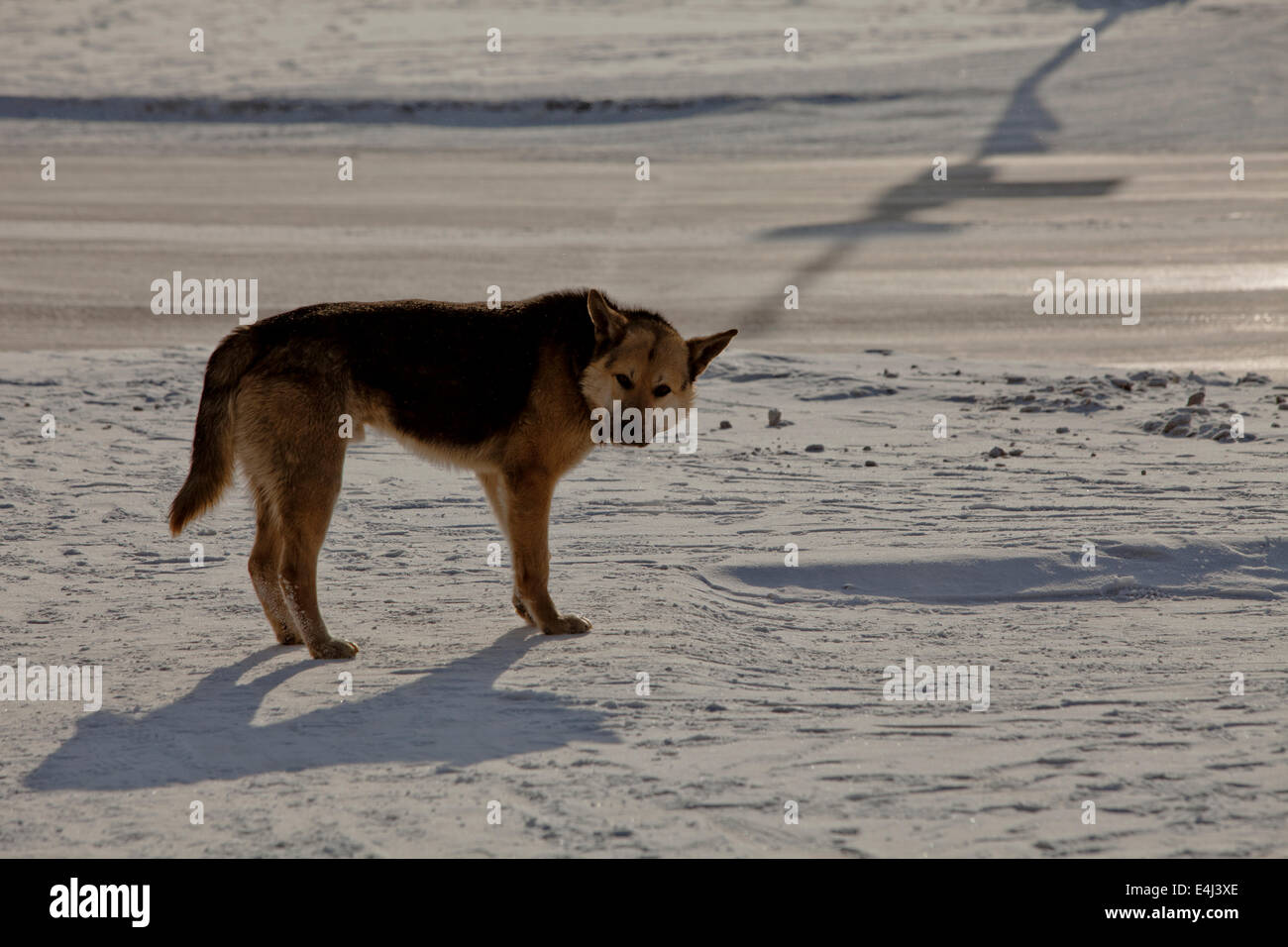 Russian dog hi-res stock photography and images - Alamy