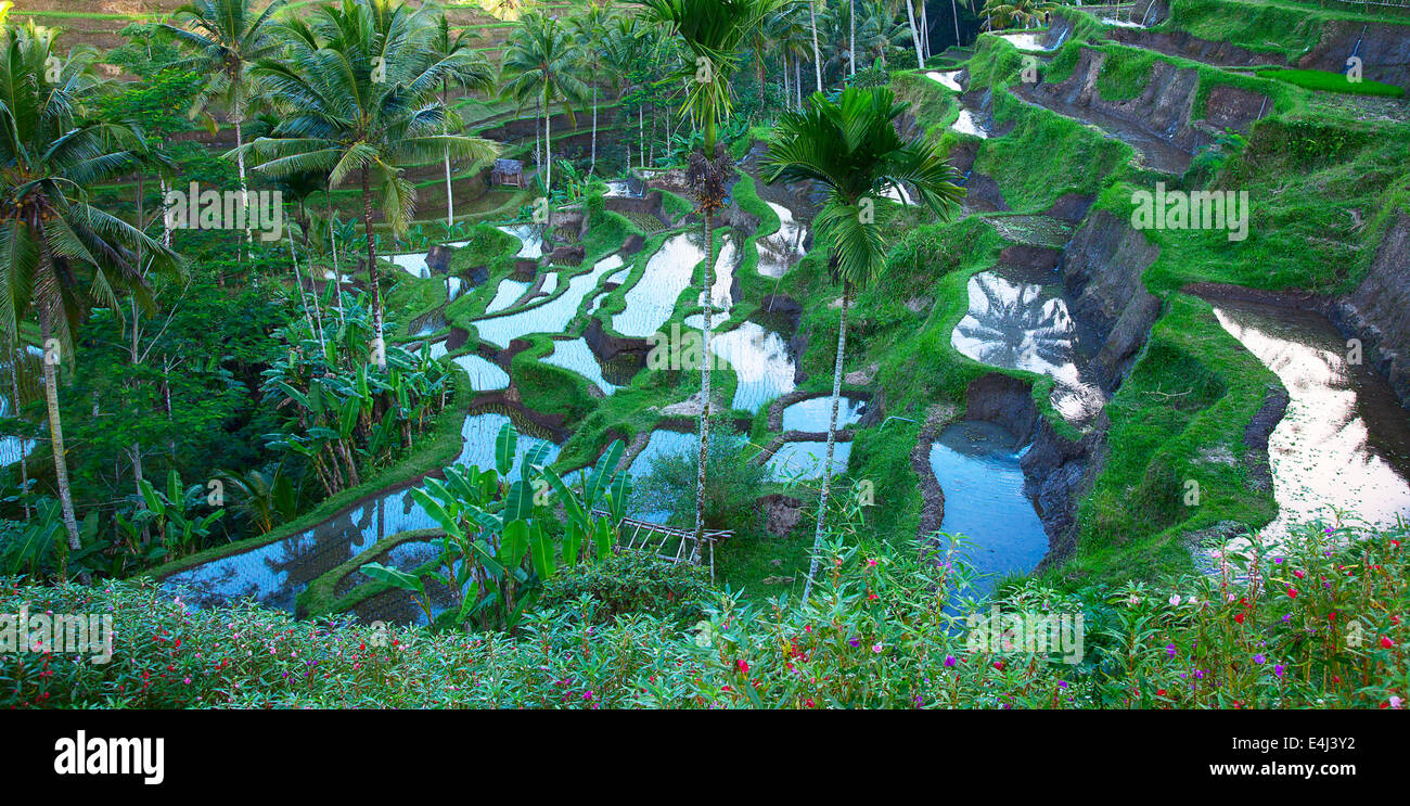 Rice fields, prepared for rice. Bali, Indonesia Stock Photo - Alamy