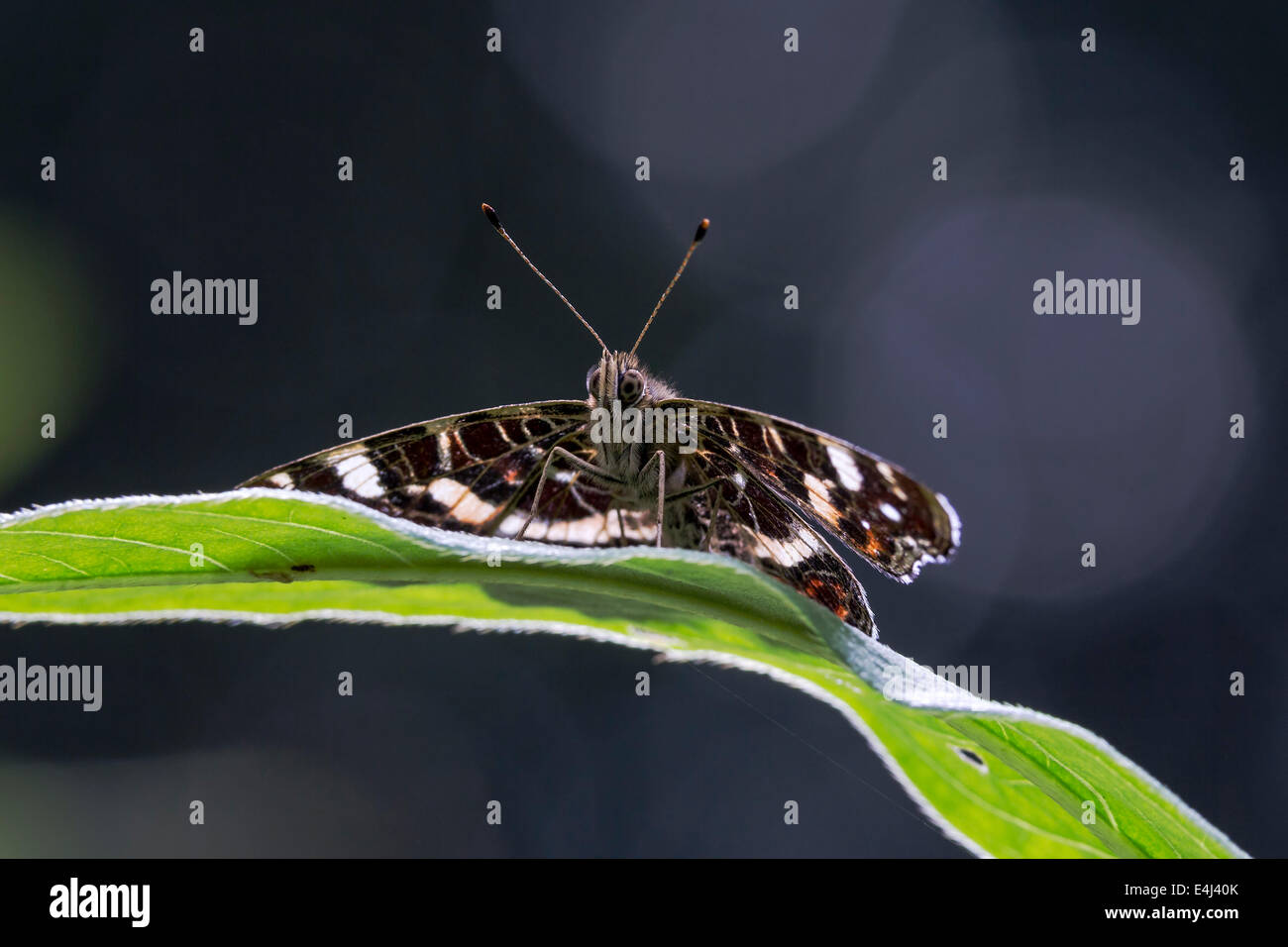 Map leaf hi-res stock photography and images - Alamy